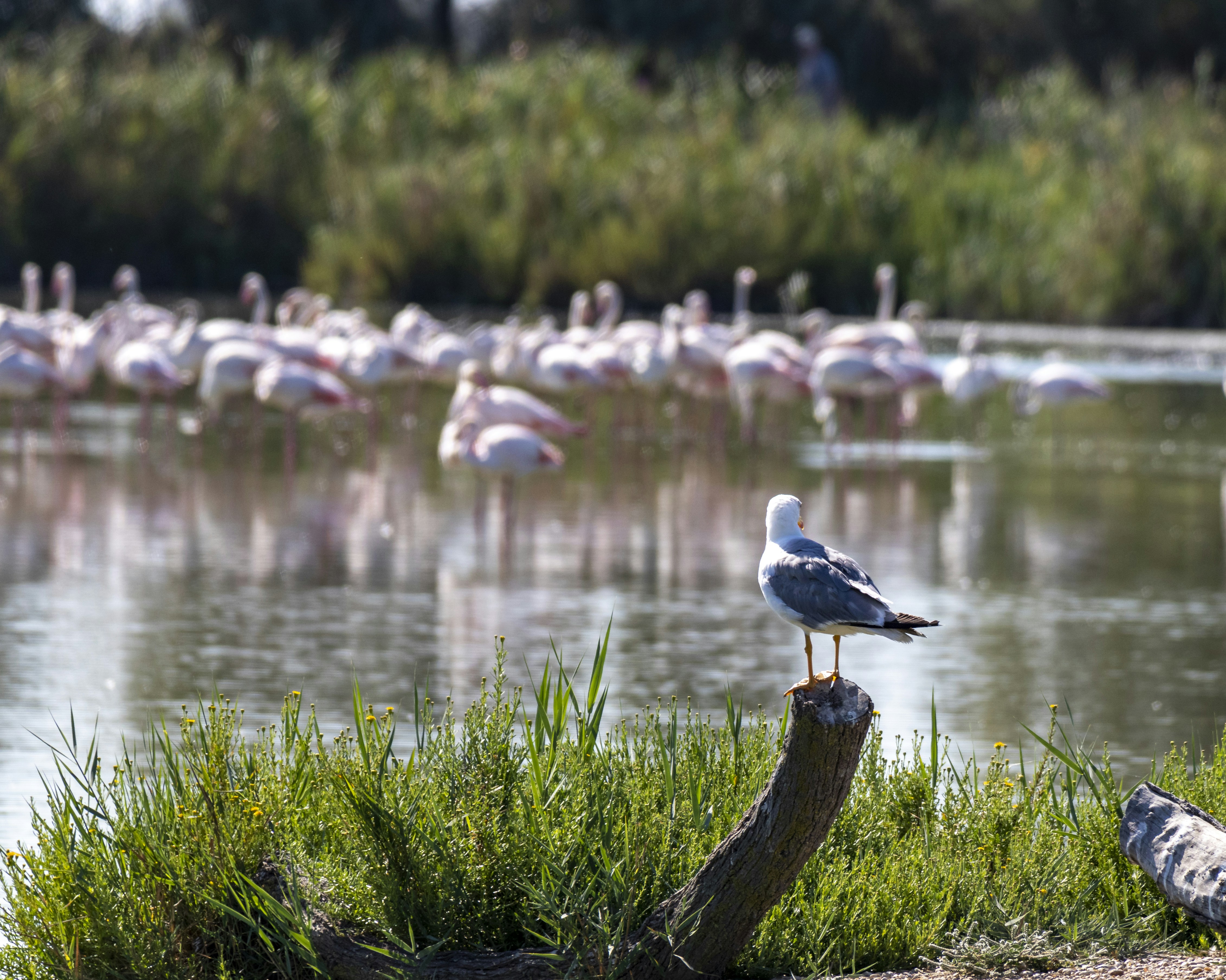 Lone Gull on a Weathered Post Overlooking a Flamingo Flock in a Quiet Marsh