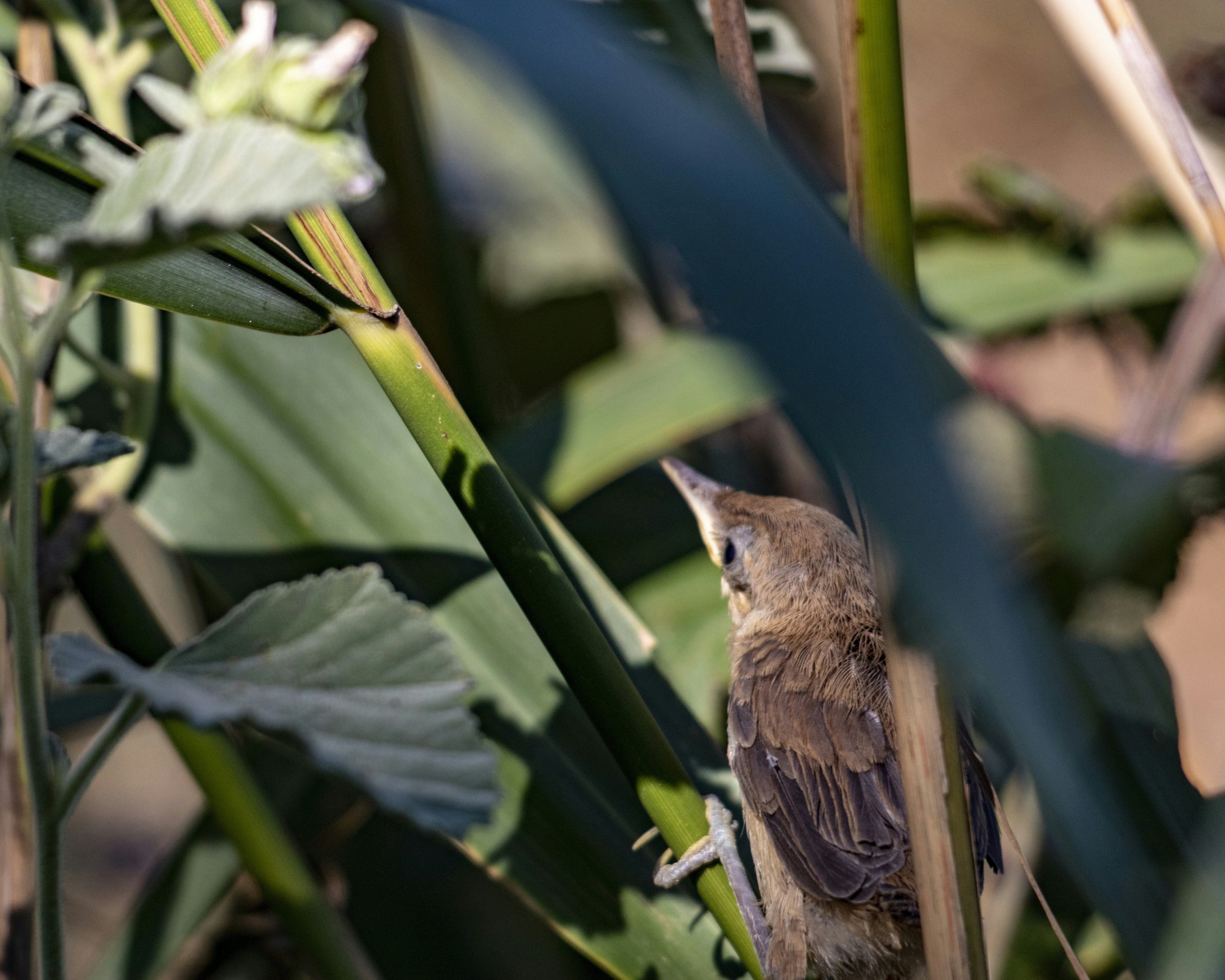 Little Bird Peering Through the Garden Thicket