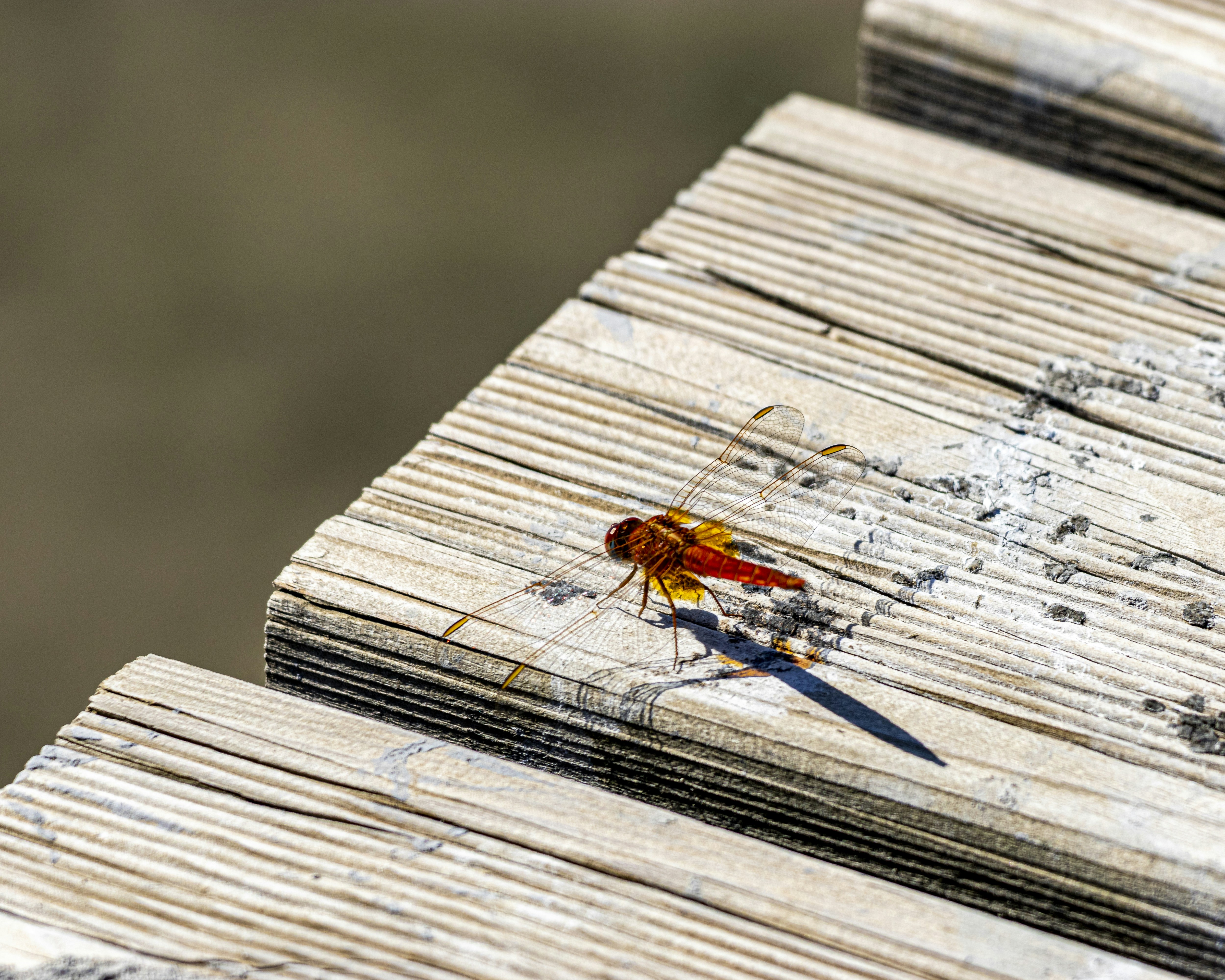 a bug on a wood surface