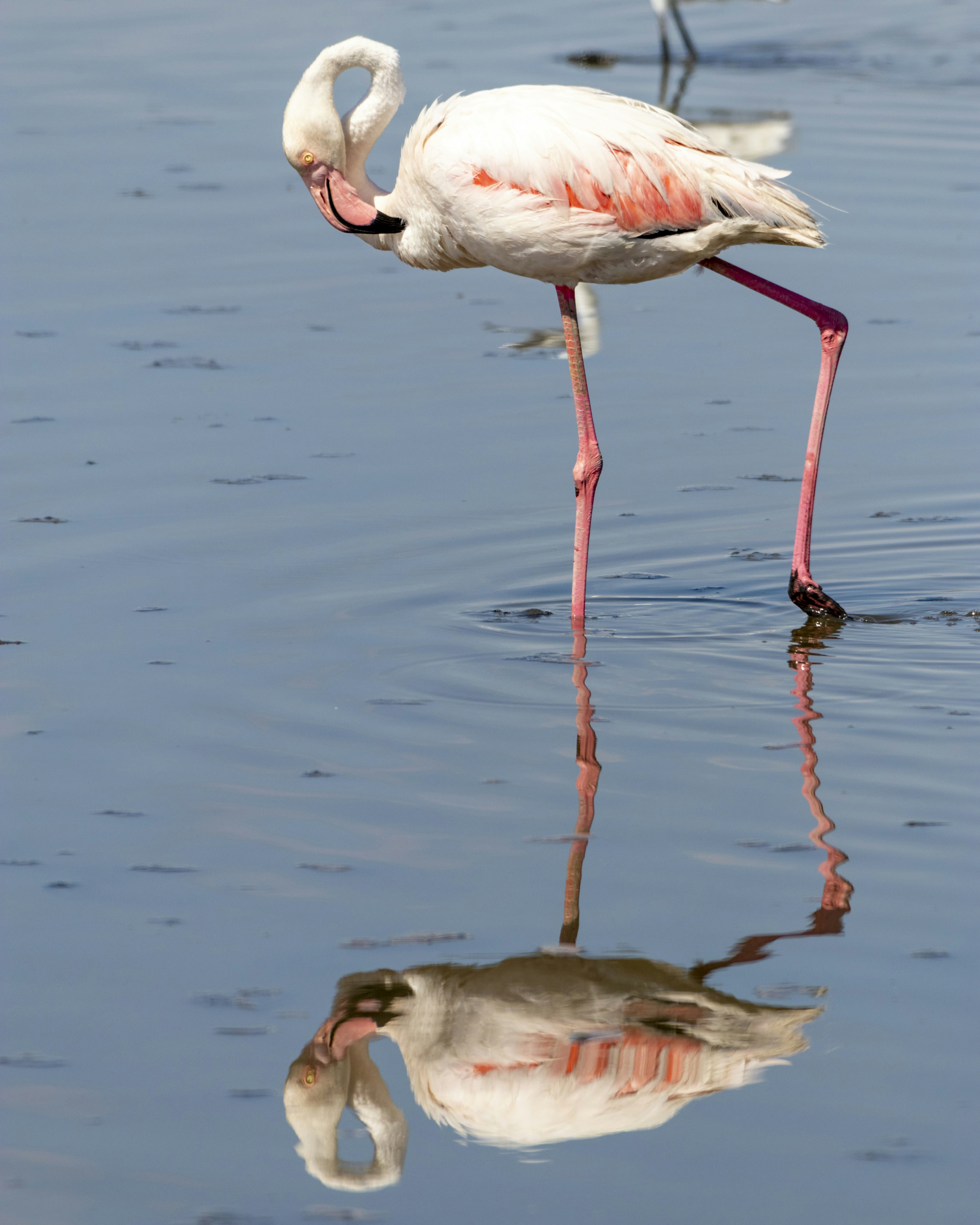 Un flamant rose et un bébé flamant rose dans l’eau photo – Photo Parc ...