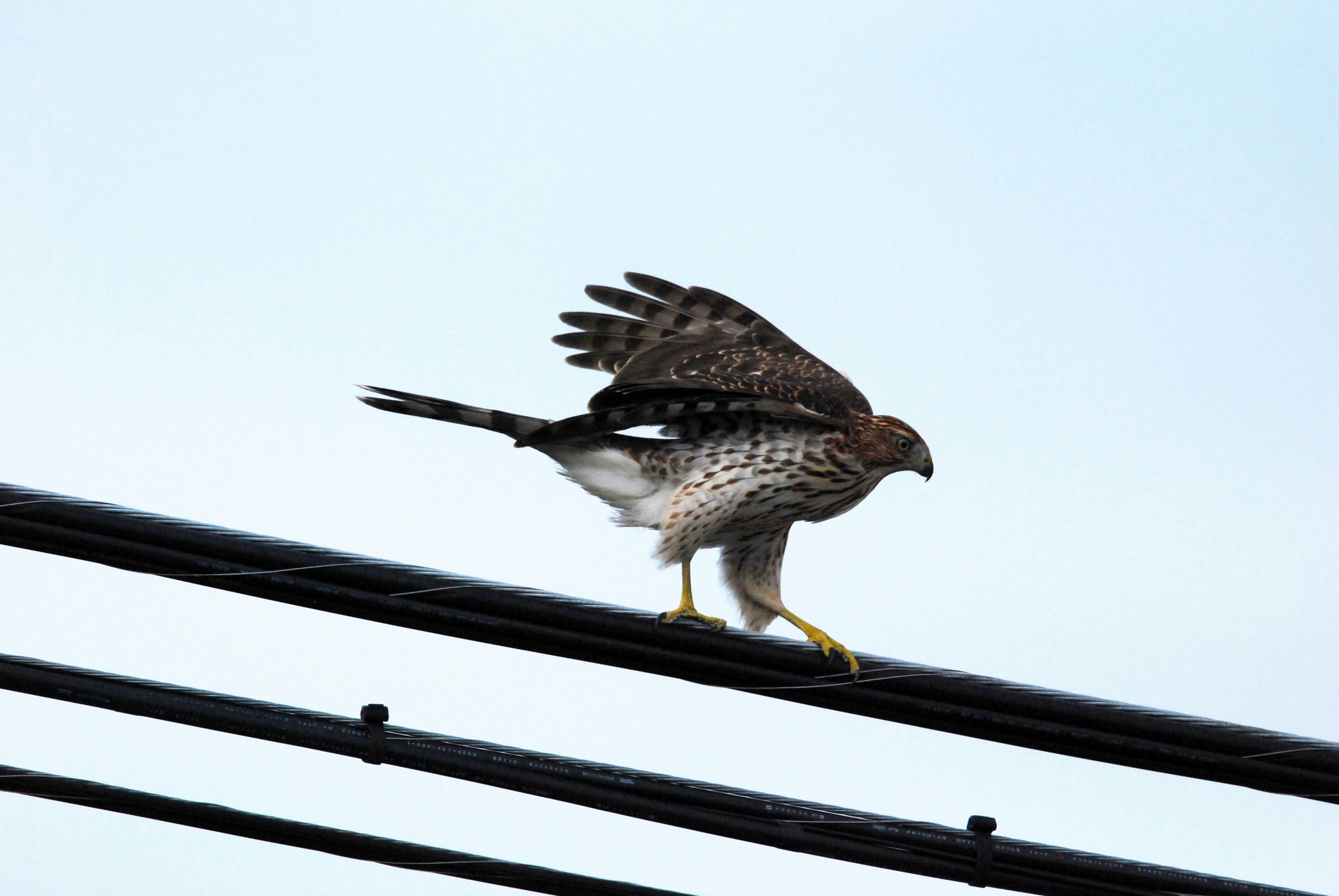 Power-Line Perch: A Hawk Balances on Urban Wires Against a Clear Sky