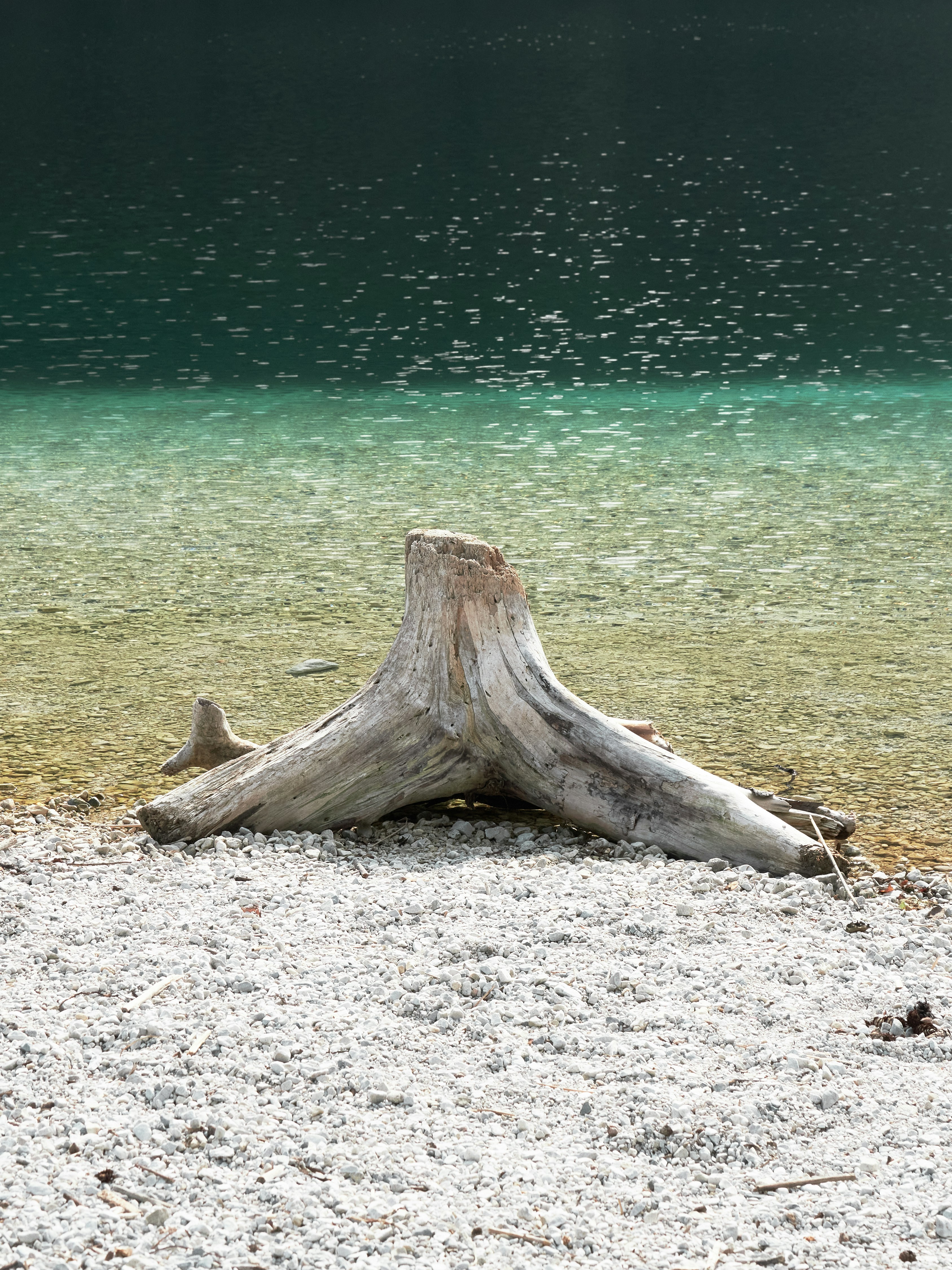 Driftwood Sentinel at the Turquoise Edge