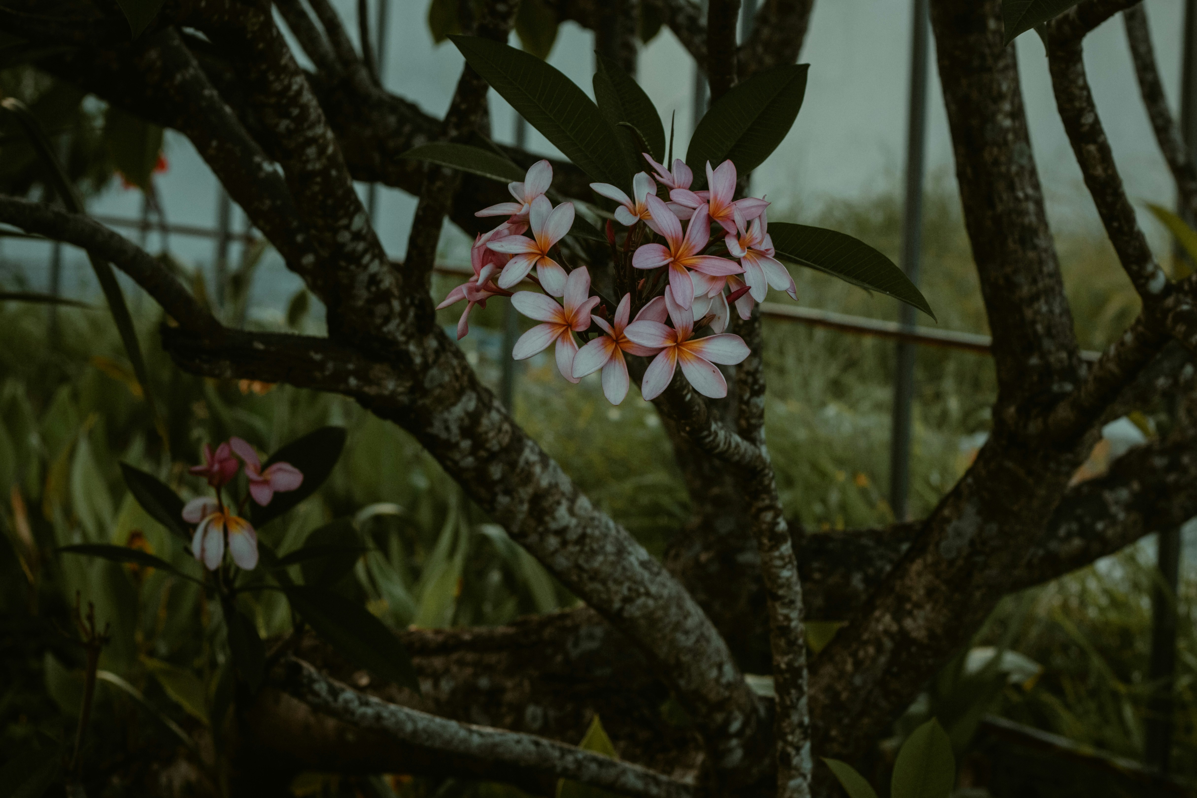 Whispers of Frangipani: A Moonlit Bloom Among Gnarled Branches