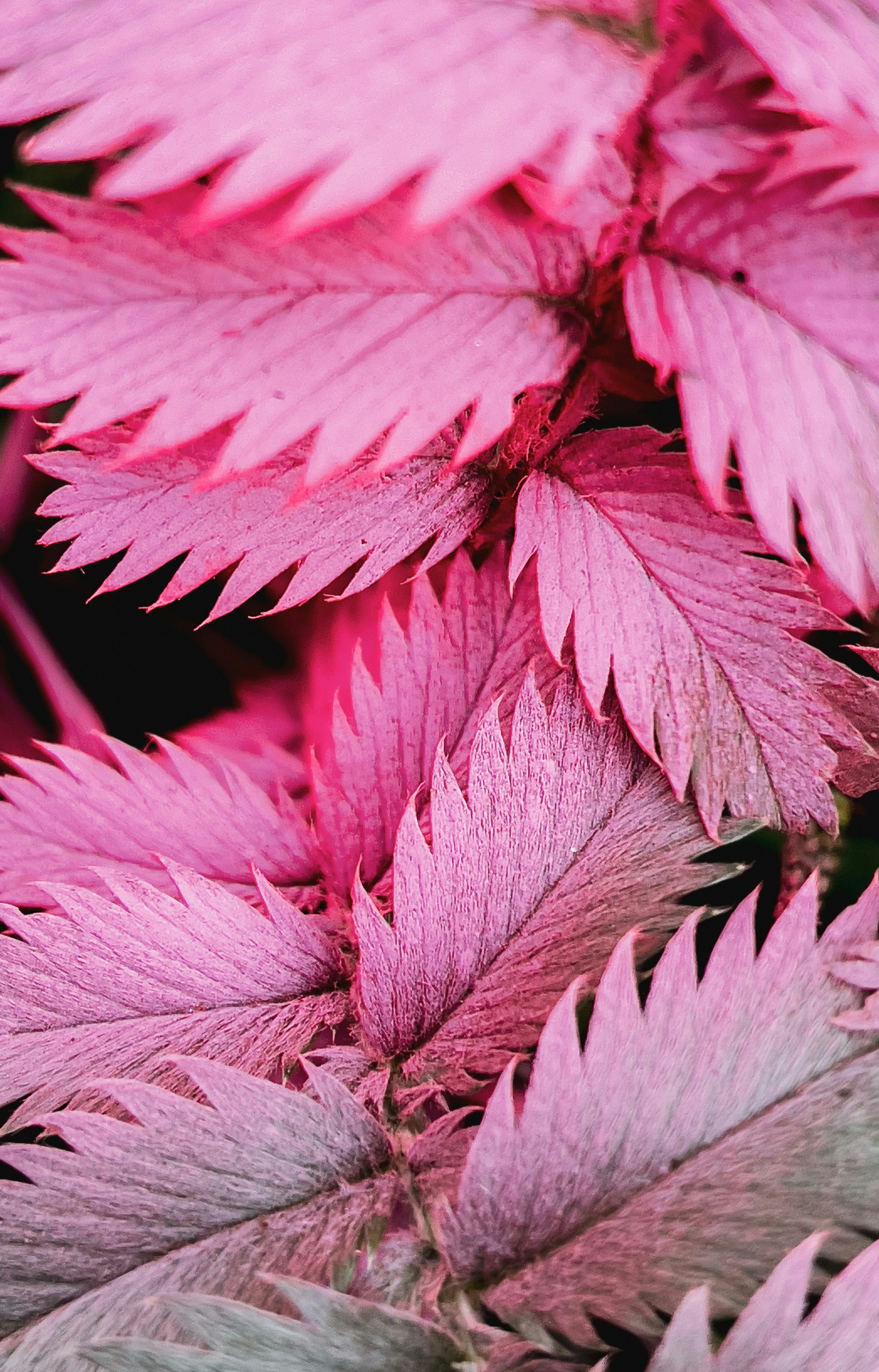 Close-up of pink-tinted leaves creating a textured pattern, showcasing the intricate details of nature's design.