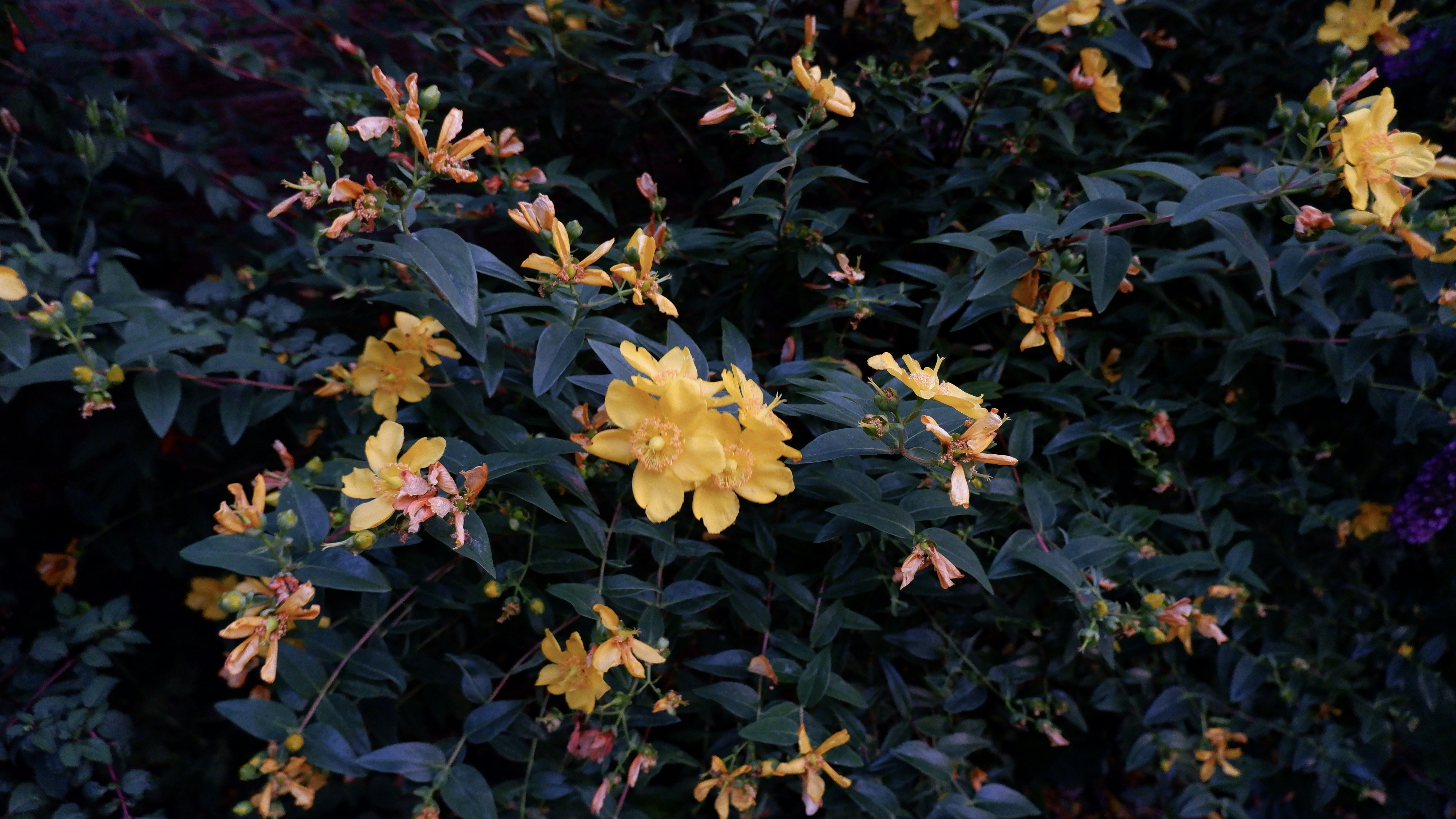 Sunlit yellow blossoms pierce a moody garden canopy