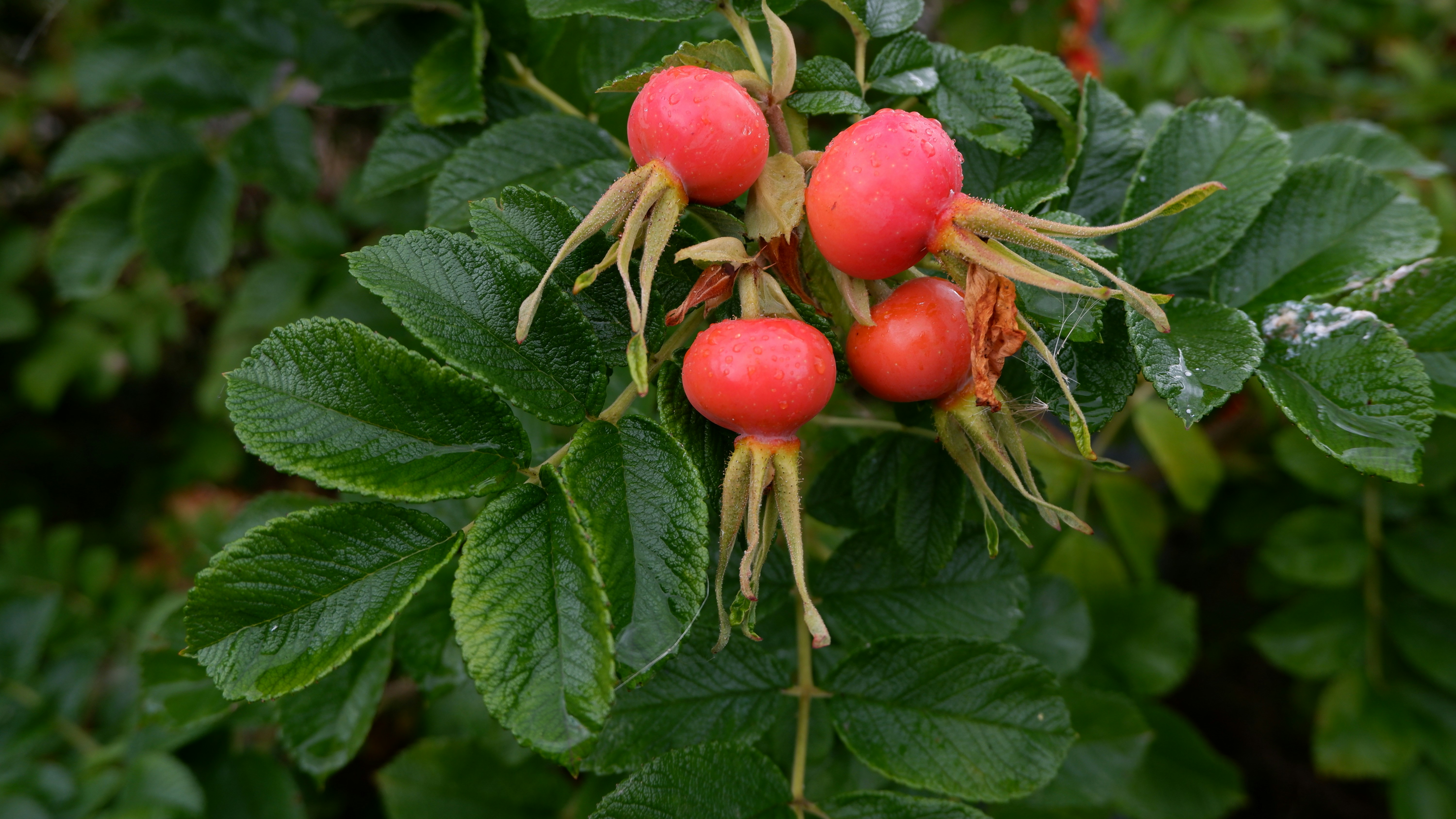 Crimson rose hips glow among glossy serrated leaves