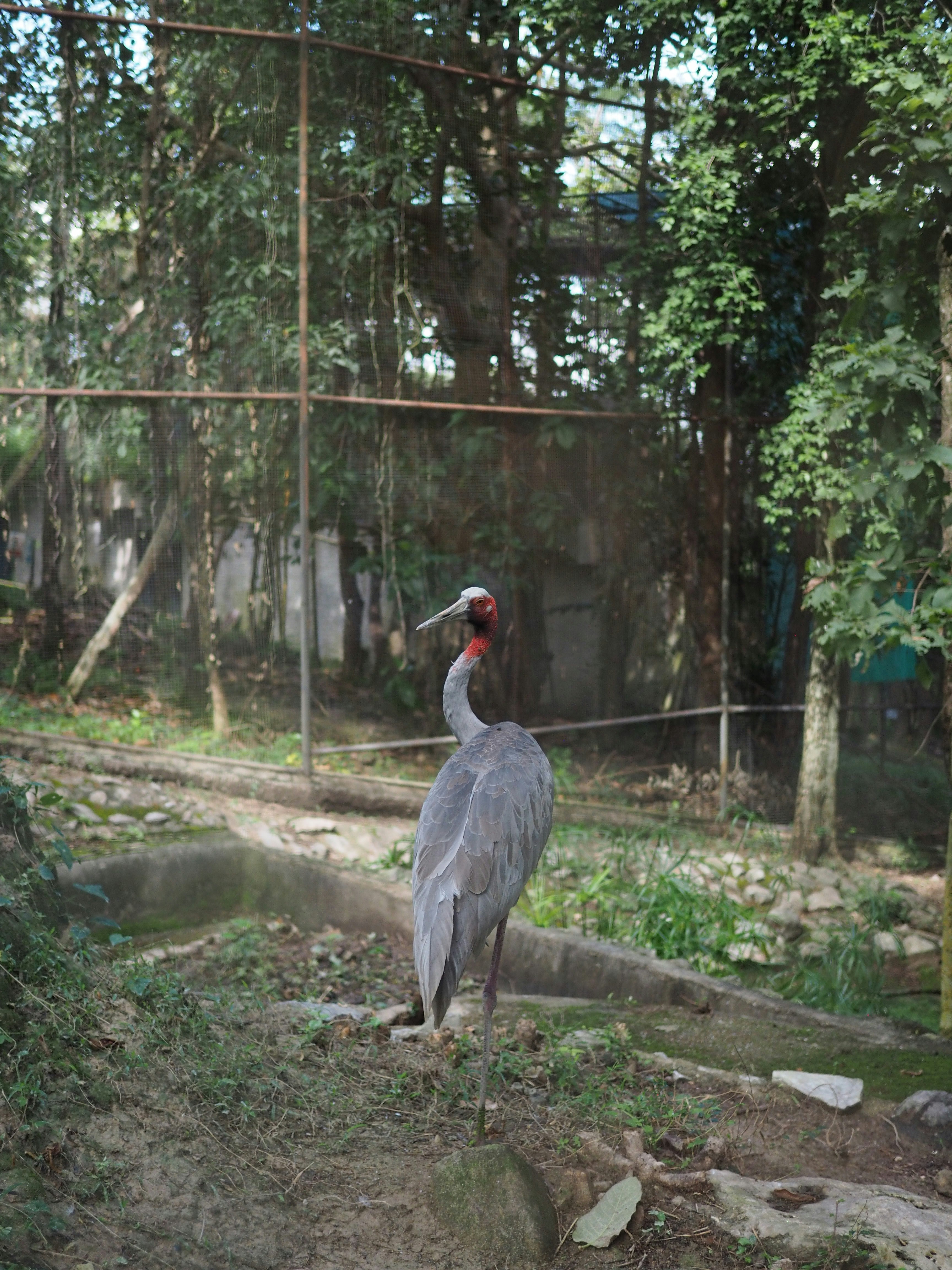Red-necked Crane Stands Sentinel Inside a Woven Fence Enclosure
