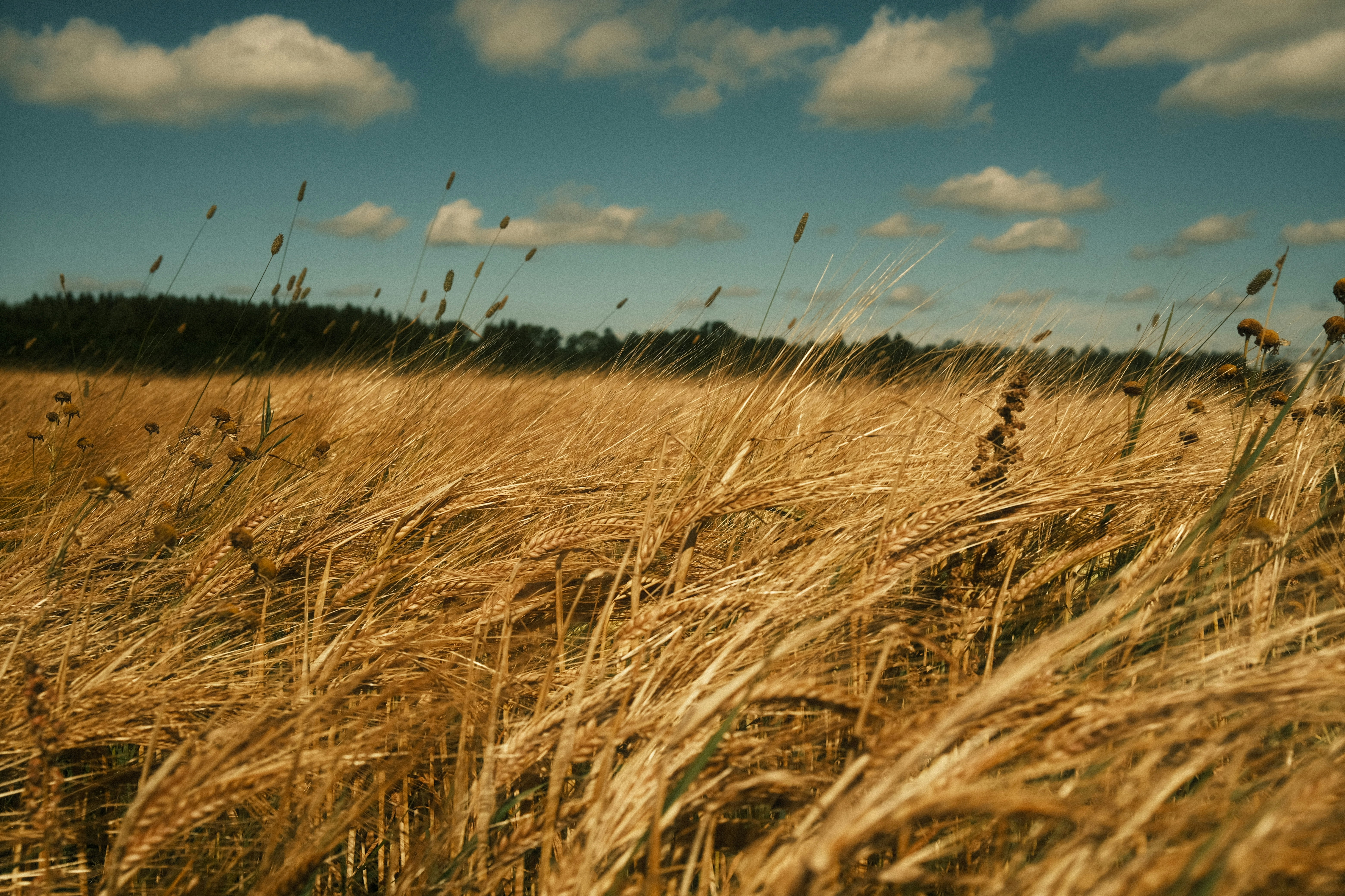 A field of wheat with birds flying photo – Free Sweden Image on Unsplash