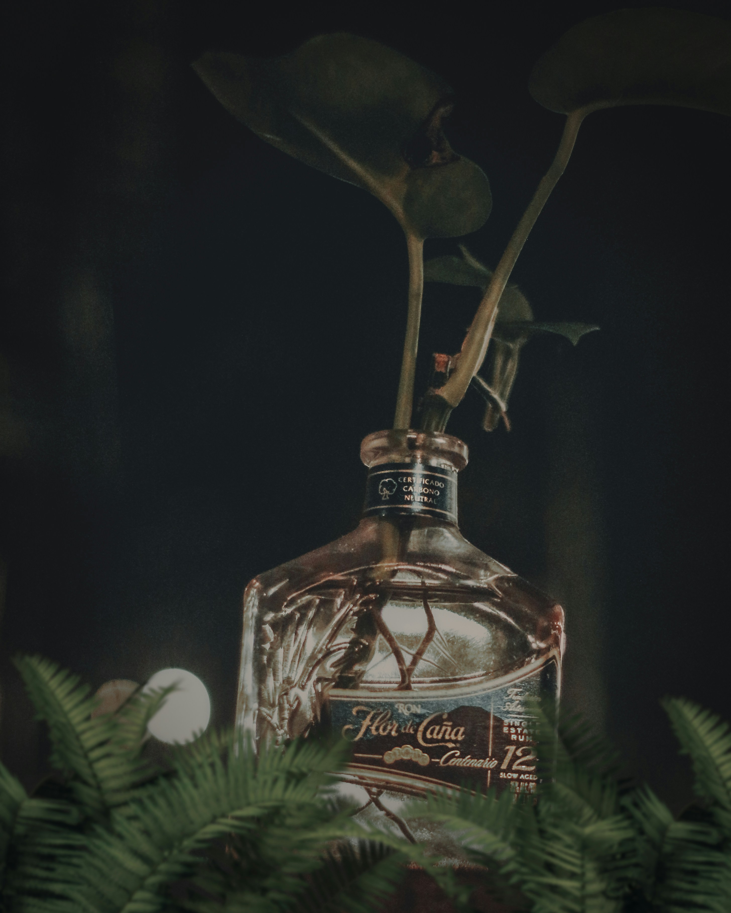 Glass bottle with plant sprouting from the top, surrounded by ferns in dim lighting.