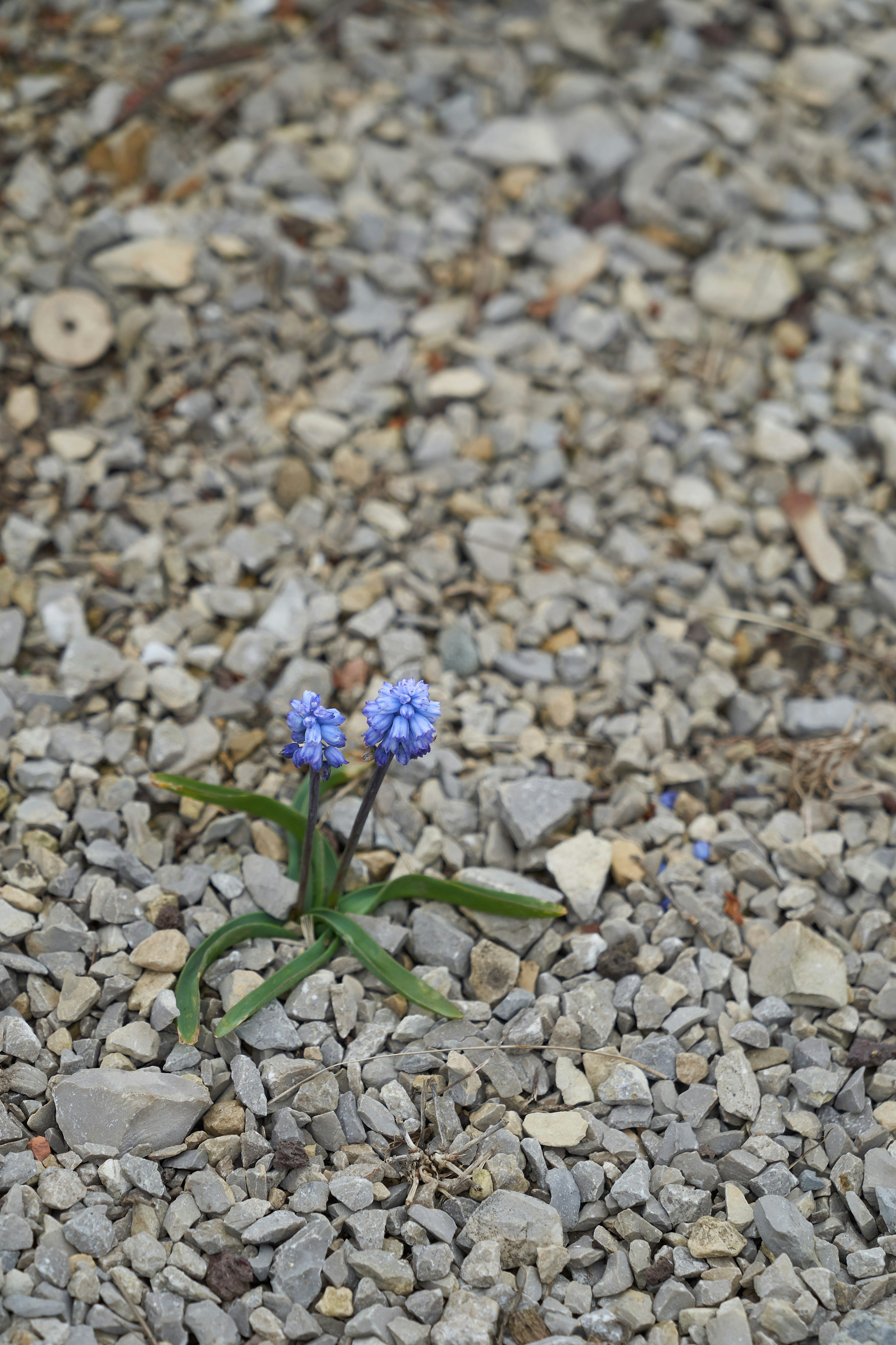 A small blue flower growing out of the ground photo – Free Dirt road ...