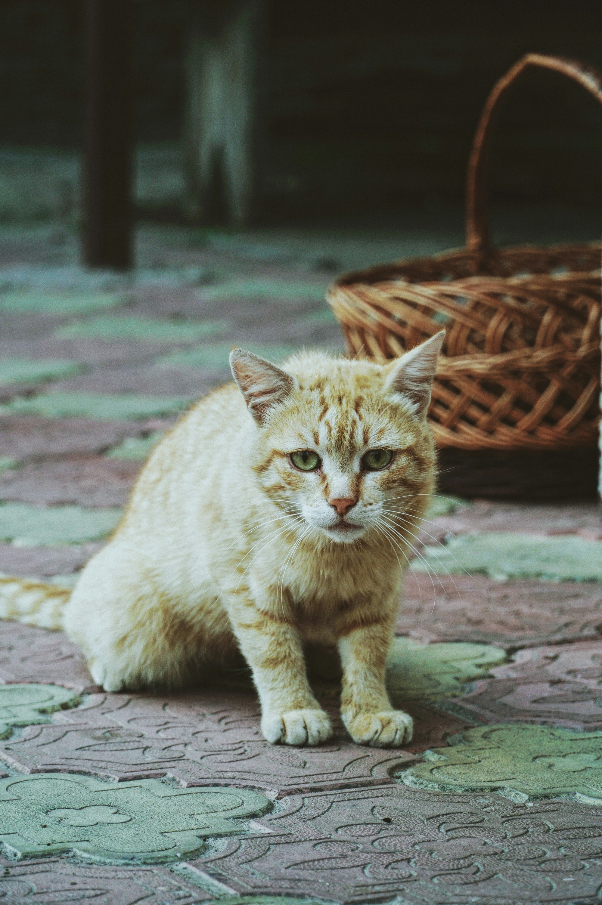 Un chat assis sur une surface de brique photo – Image gratuite de Gris ...