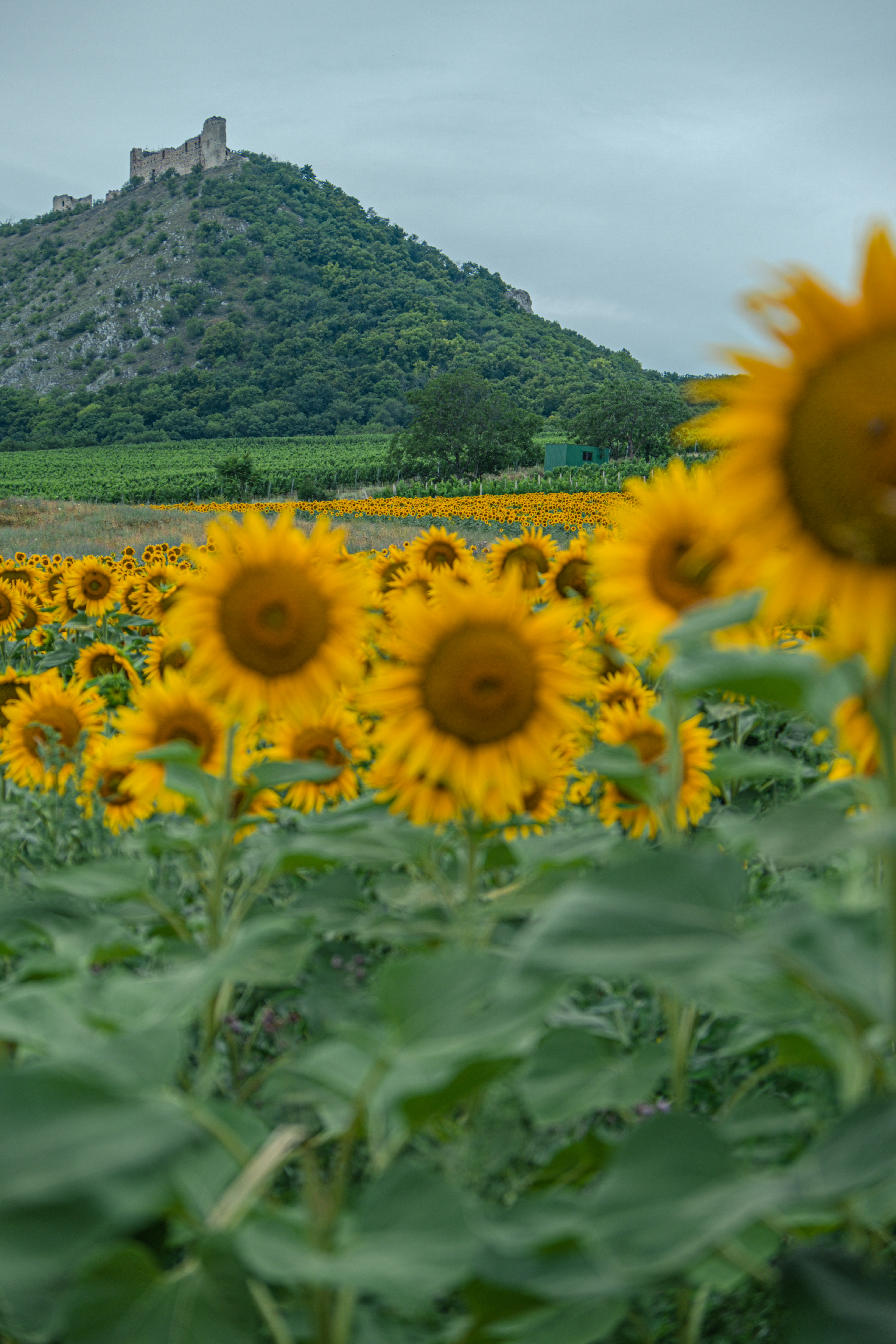 Sunlit Aisle: Sunflowers Reaching Toward a Hilltop Castle