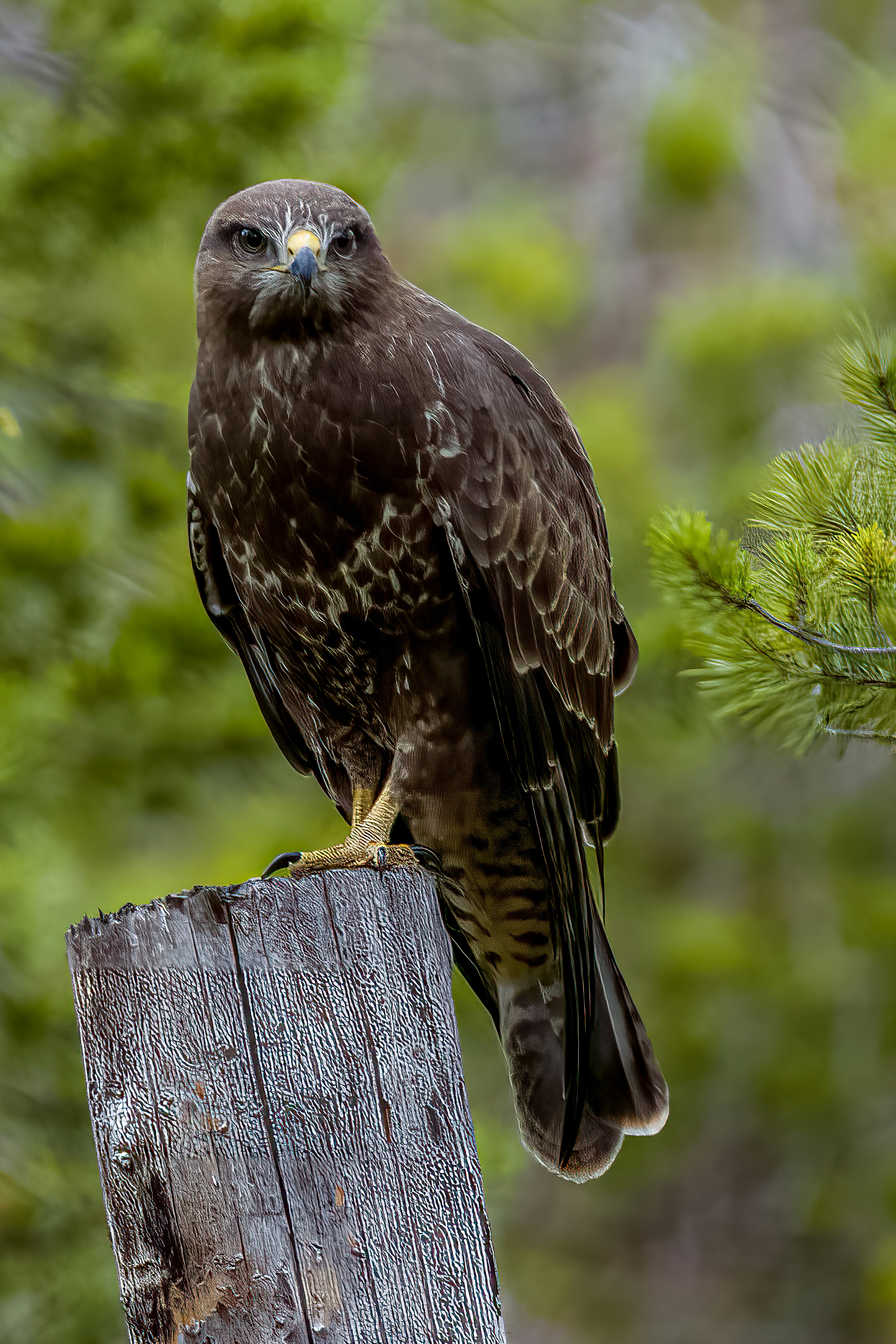 A bird standing on a wood post photo – Free Rätan Image on Unsplash