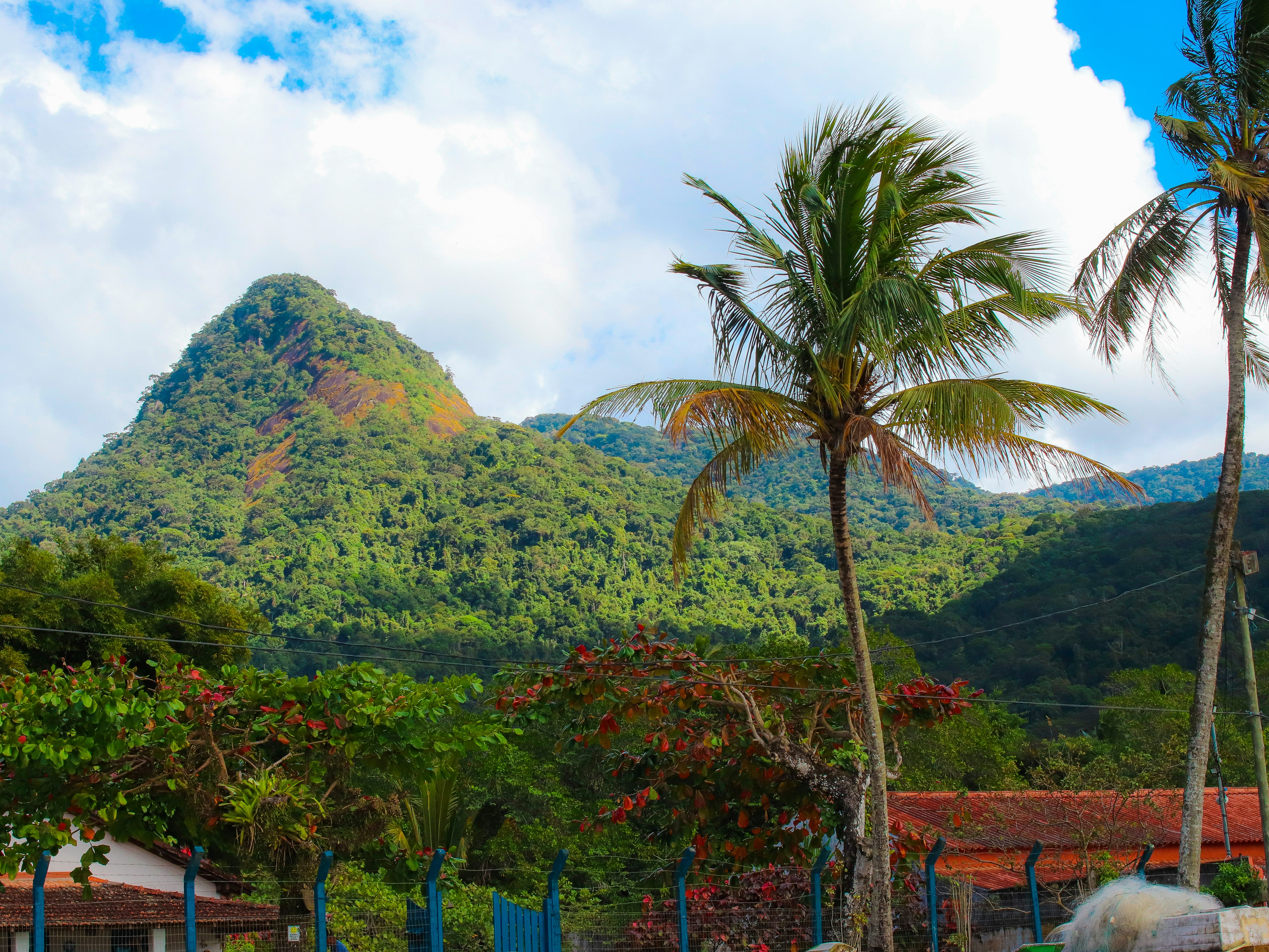 Ilha Grande - RJ | a group of palm trees and a mountain in the background