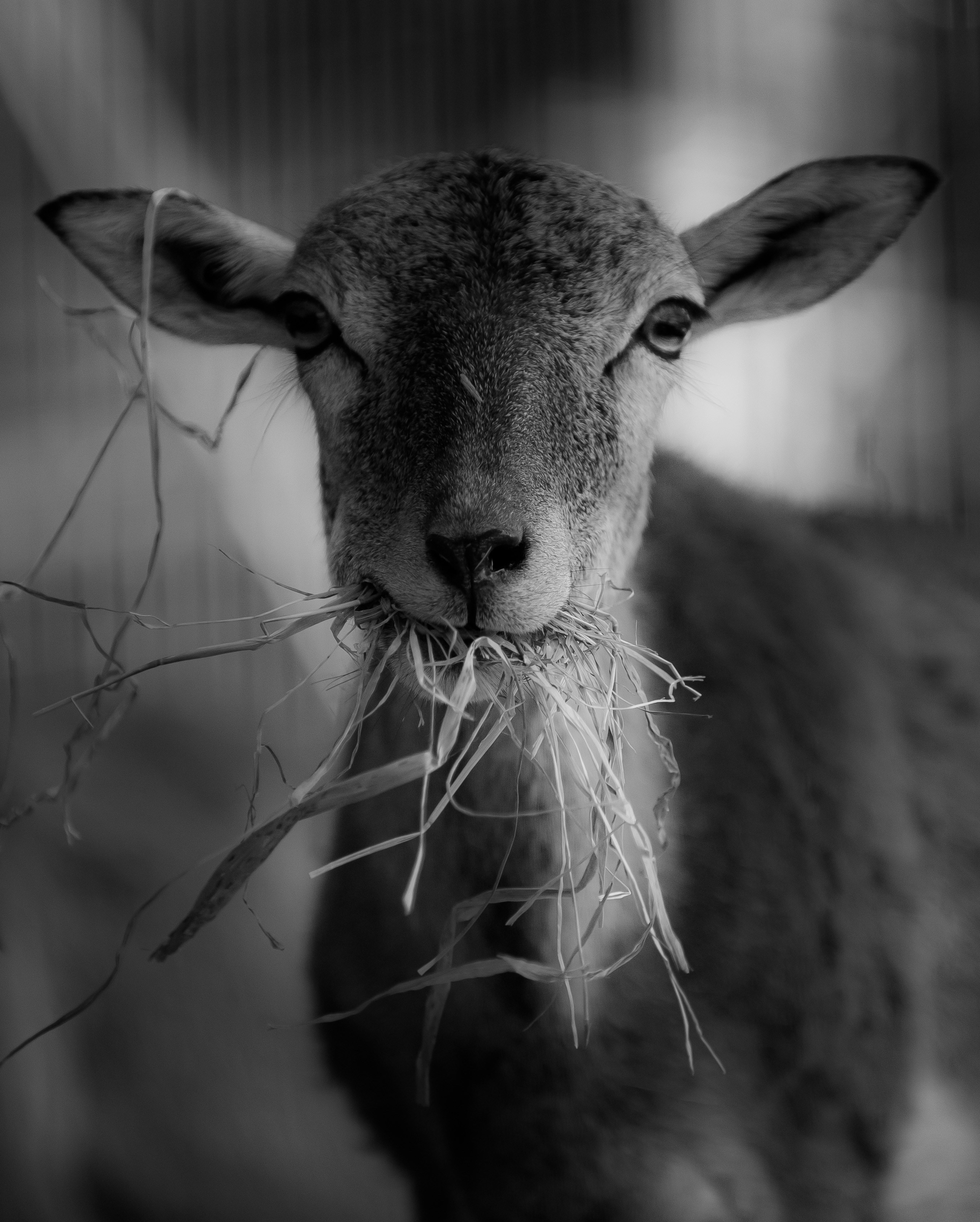Monochrome Close-Up: Hay-Tangled Portrait of a Sheep