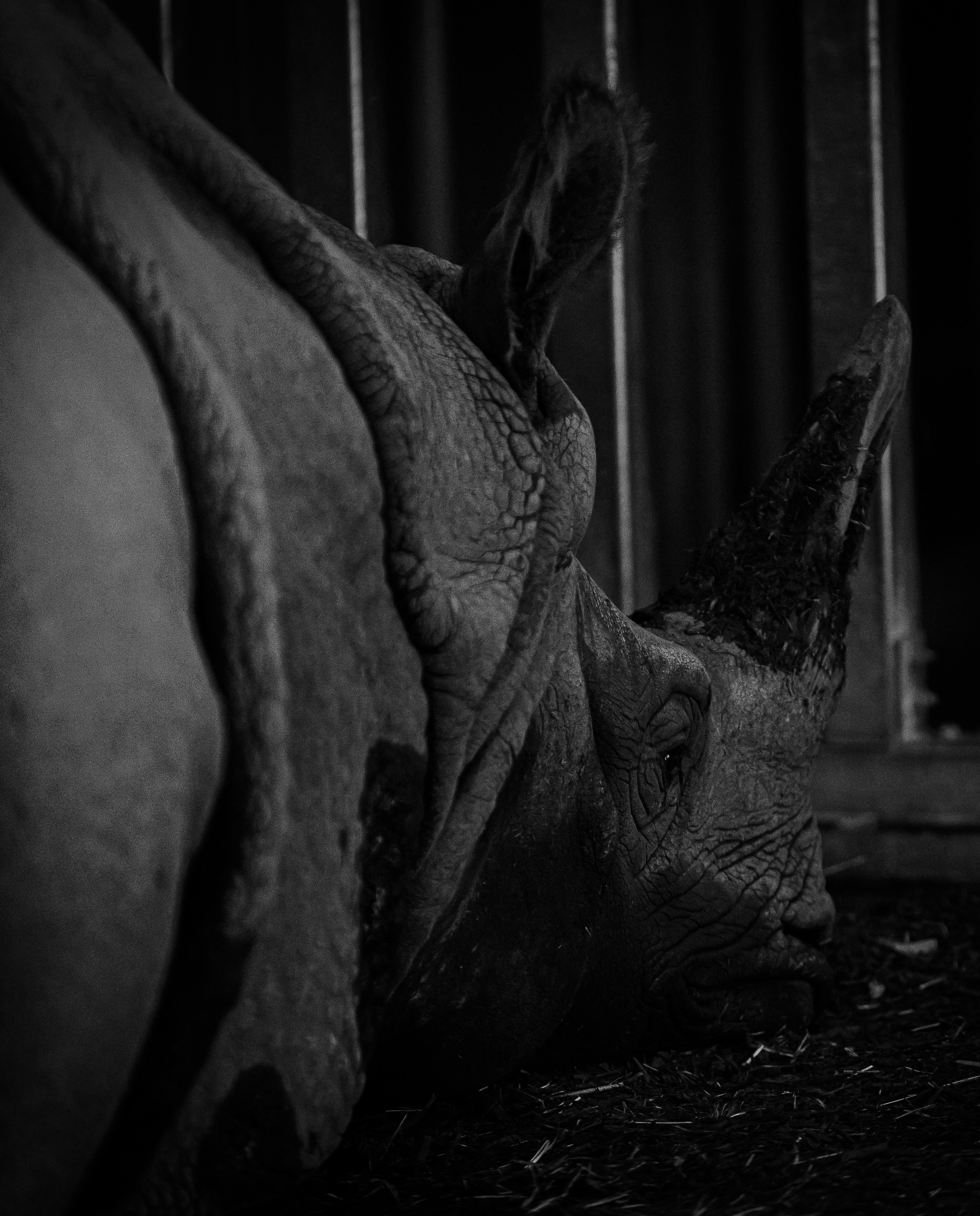 Shadowed Quiet: A Rhino Resting in a Dark Pen