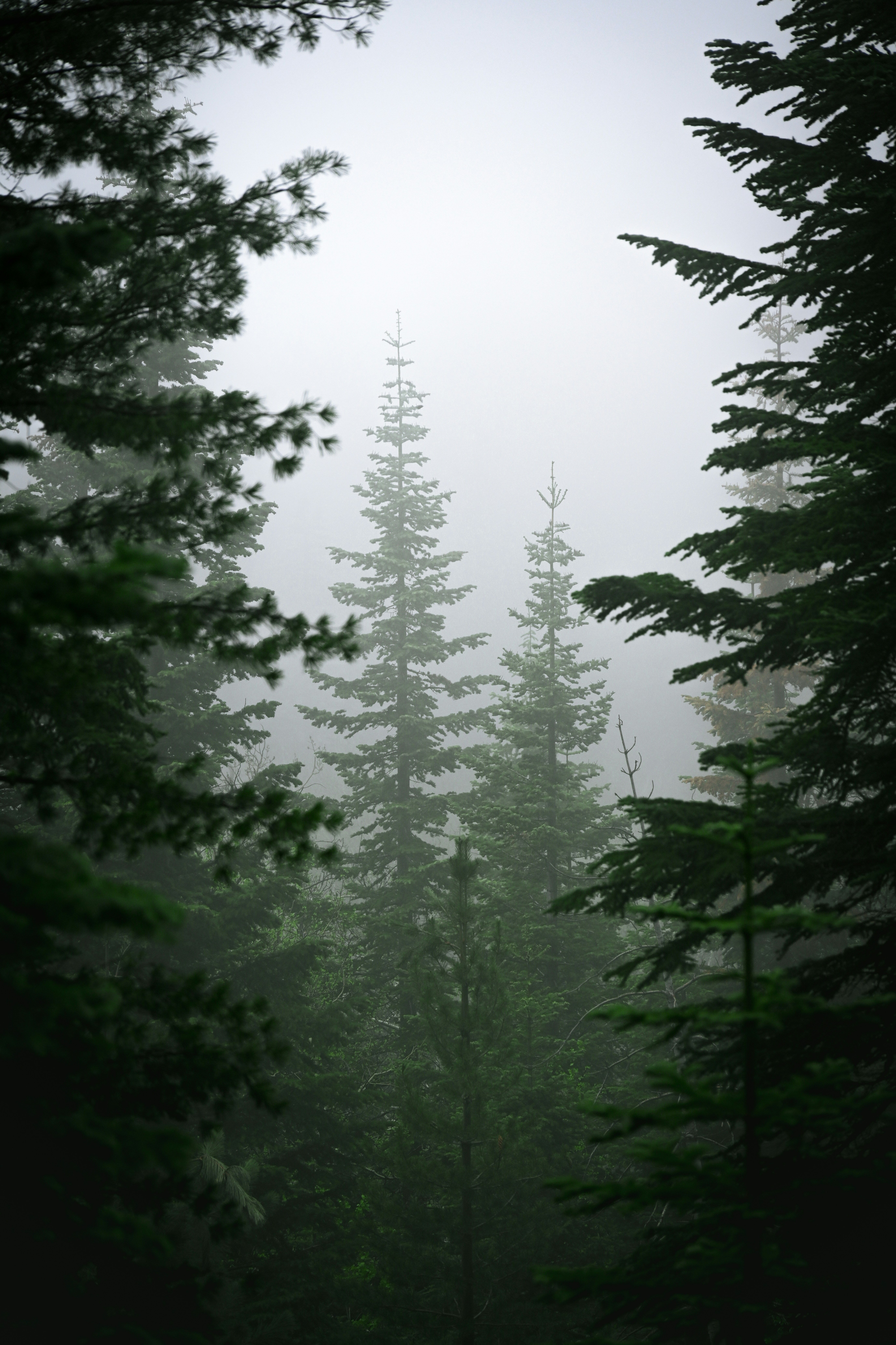 A group of trees photo – Free Tahoe national forest Image on Unsplash