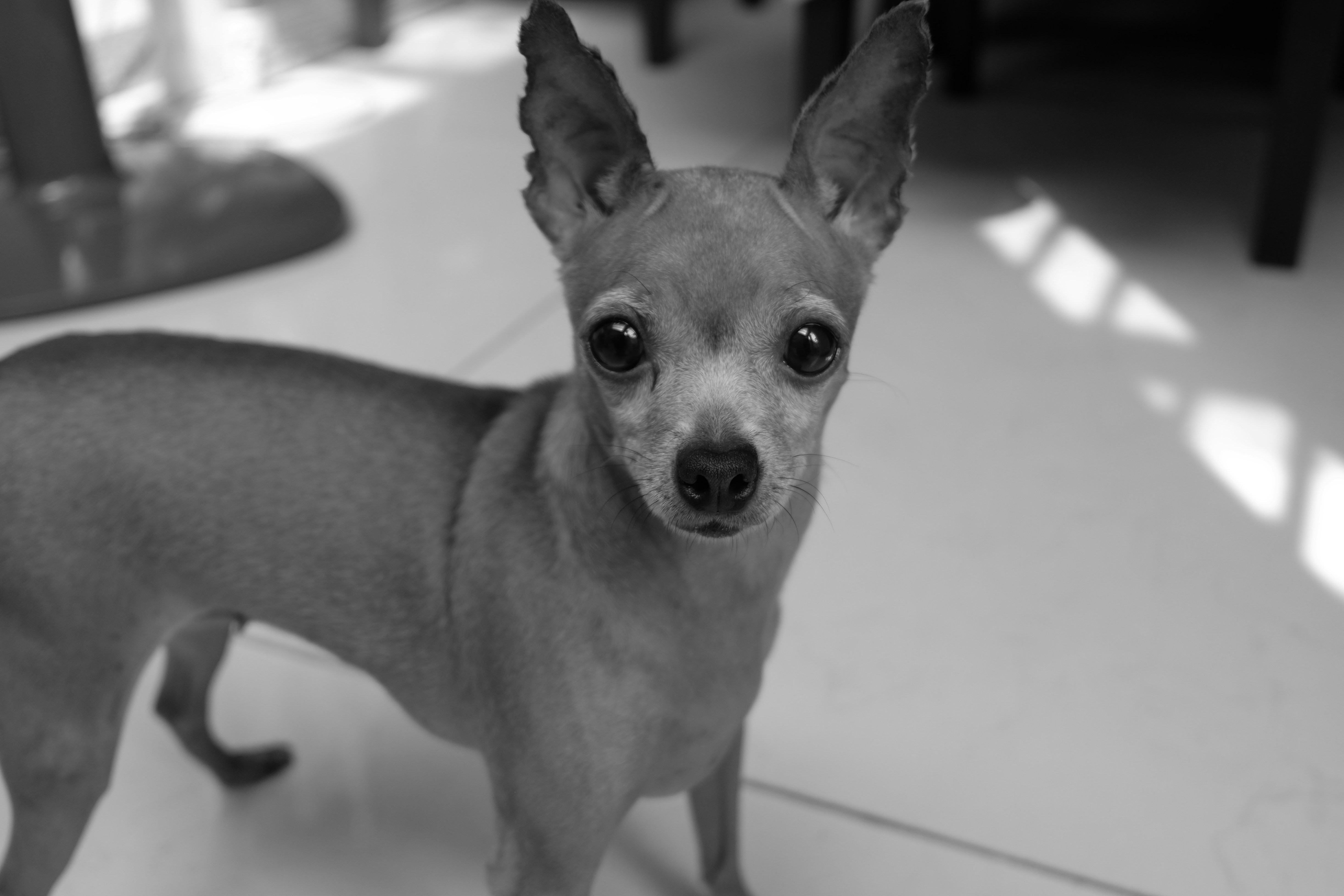 Direct Gaze in Monochrome: A Chihuahua on Sun-Shadowed Tile