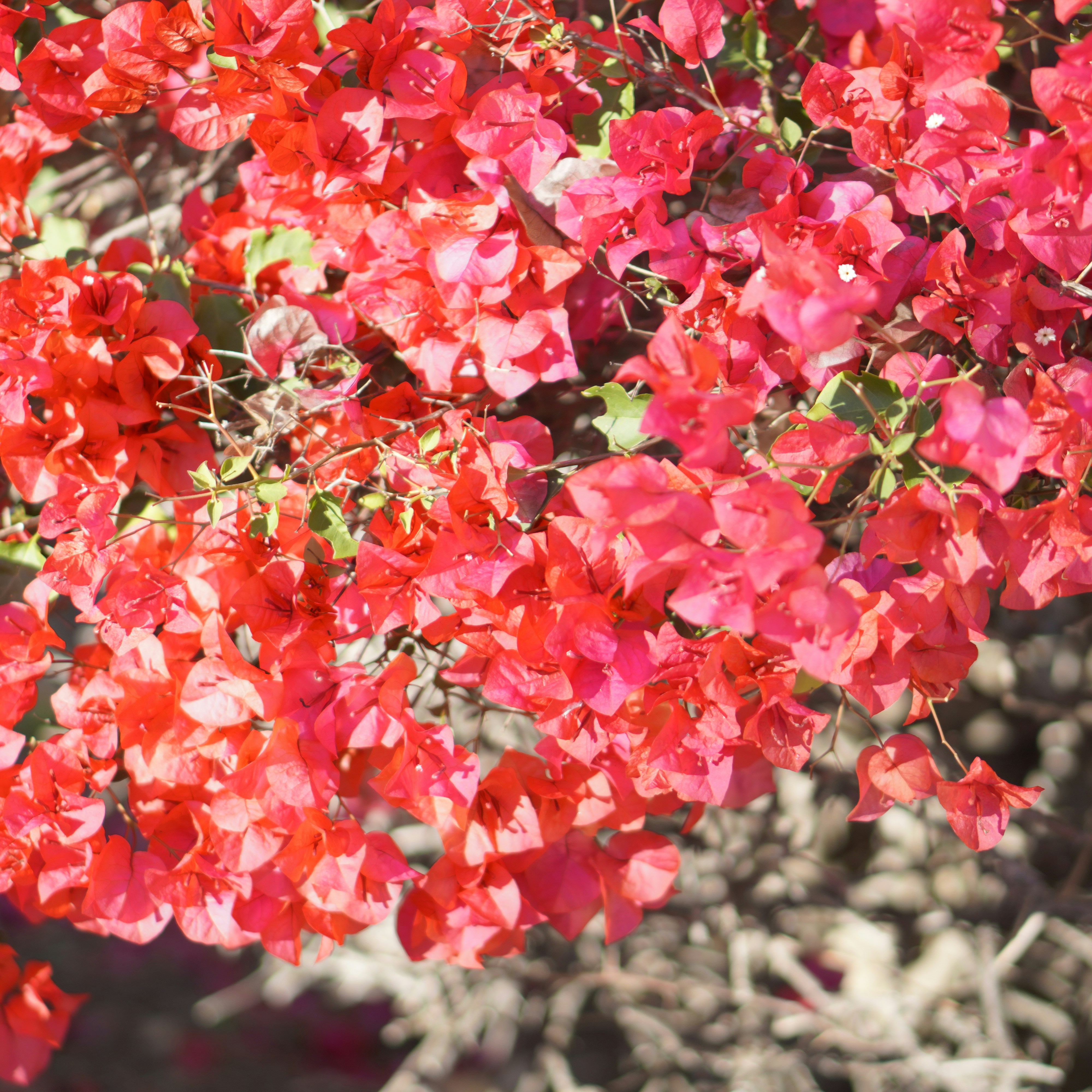 a close up of a tree with pink flowers