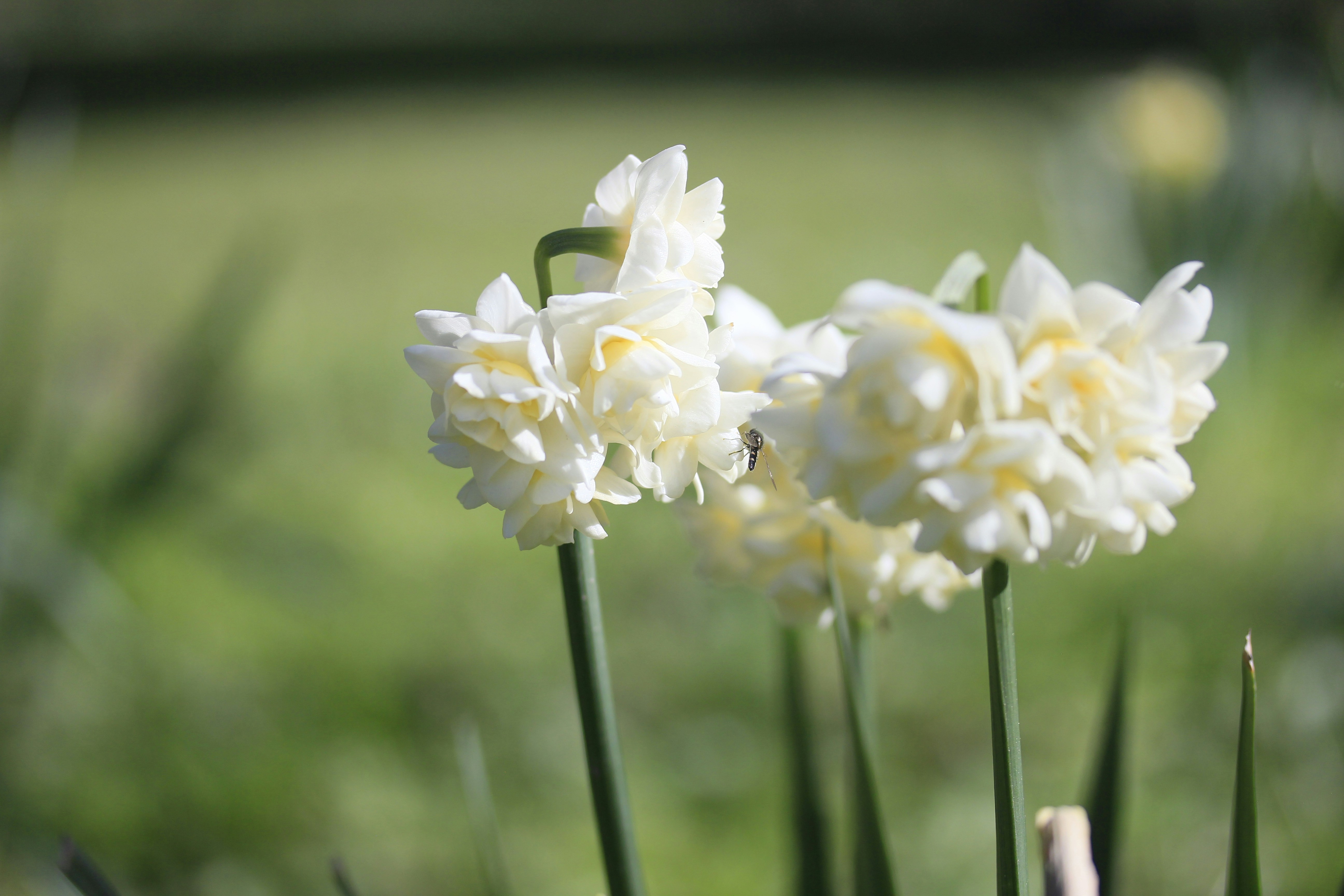 a close-up of some flowers