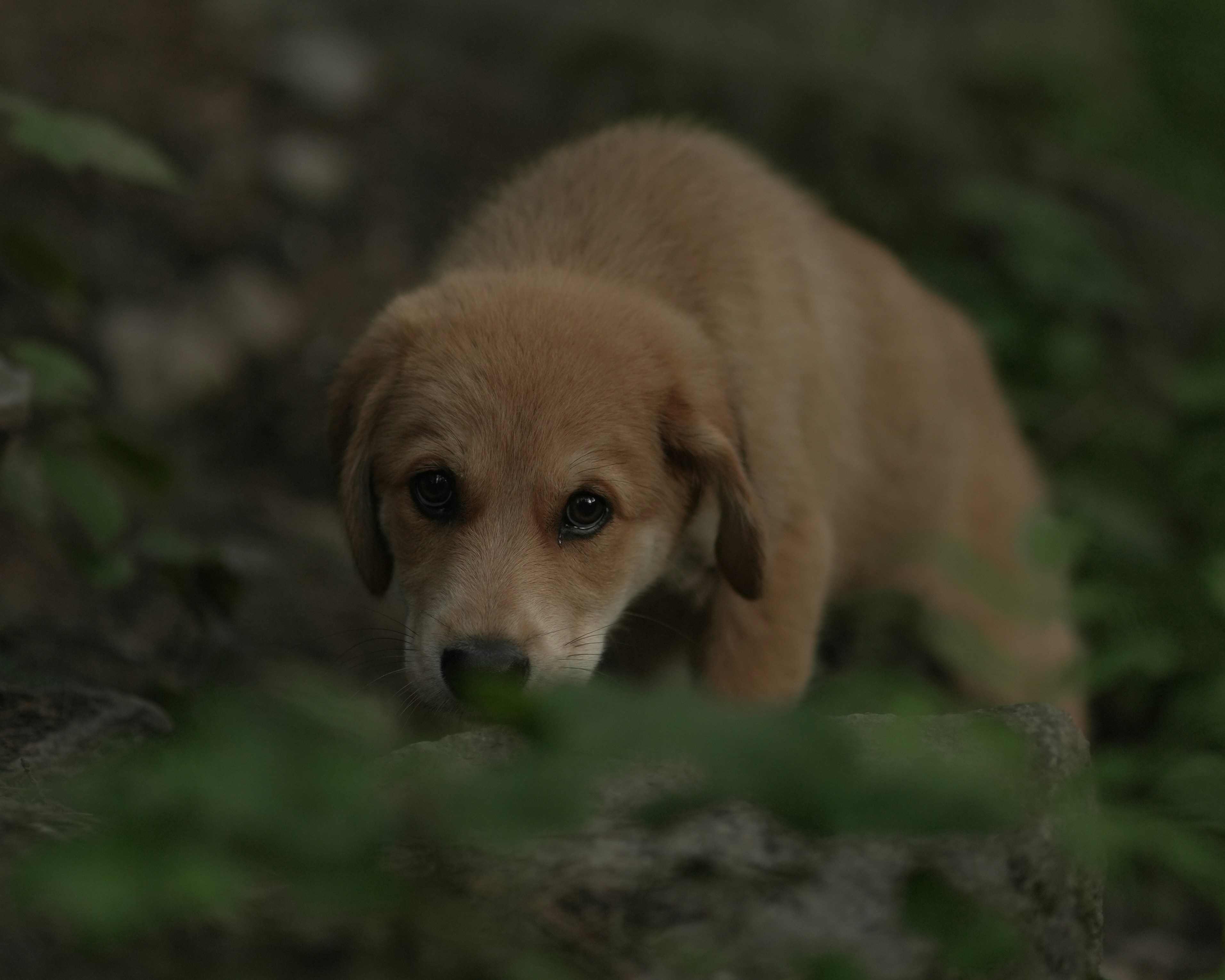 A golden puppy peering through lush greenery, showcasing its inquisitive nature. The soft focus enhances the scene's tranquility.
