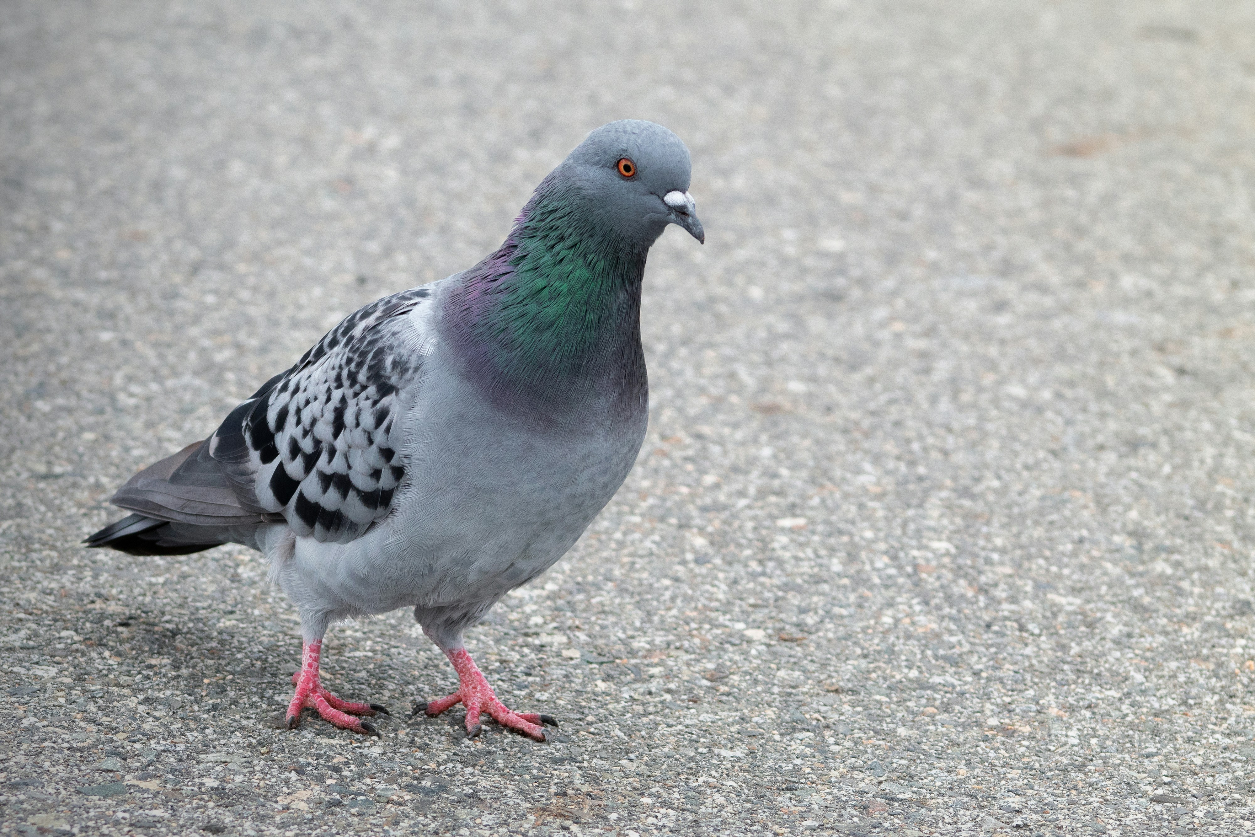 Foto zum Thema Eine Taube steht auf dem Boden – Kostenloses Bild zu ...