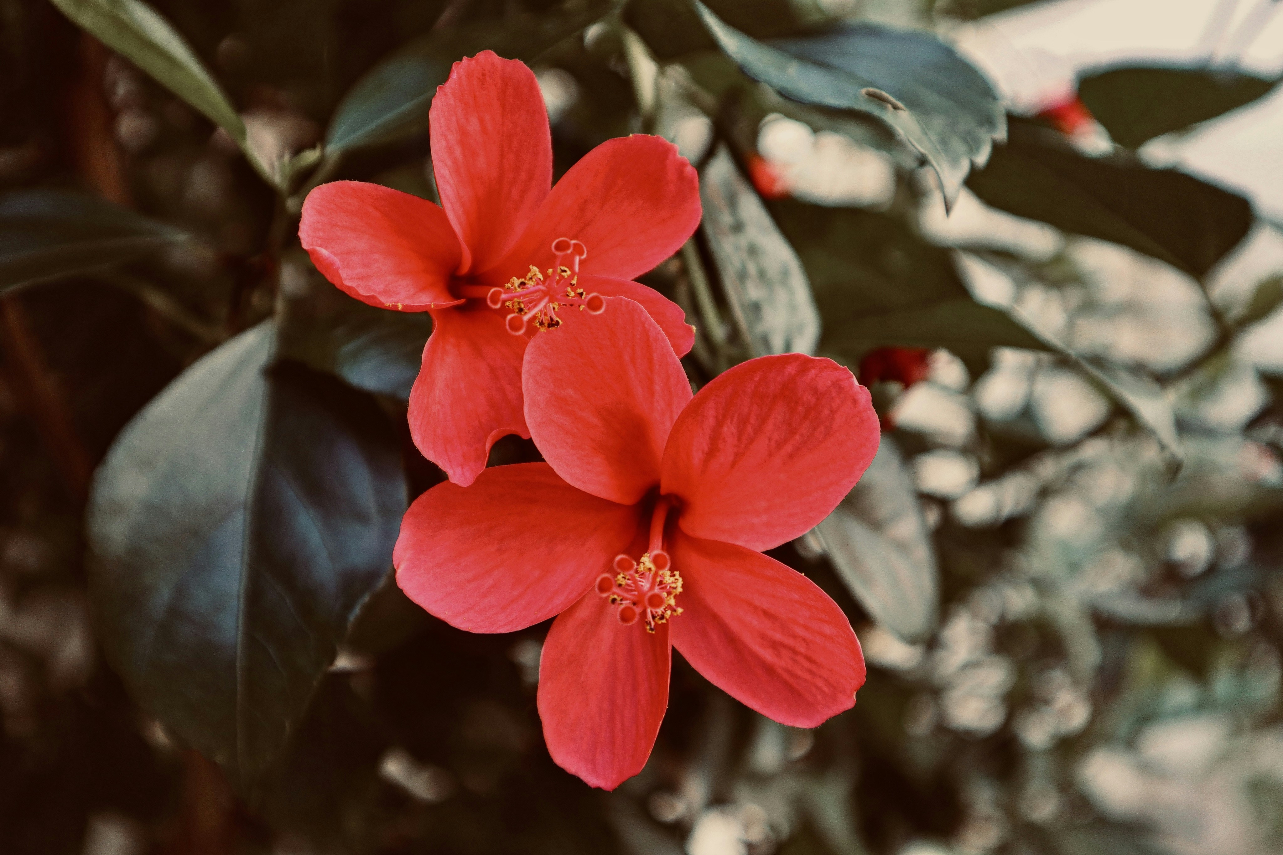 Two Coral Hibiscus Blooms Stand Out Against a Soft Leafy Backdrop
