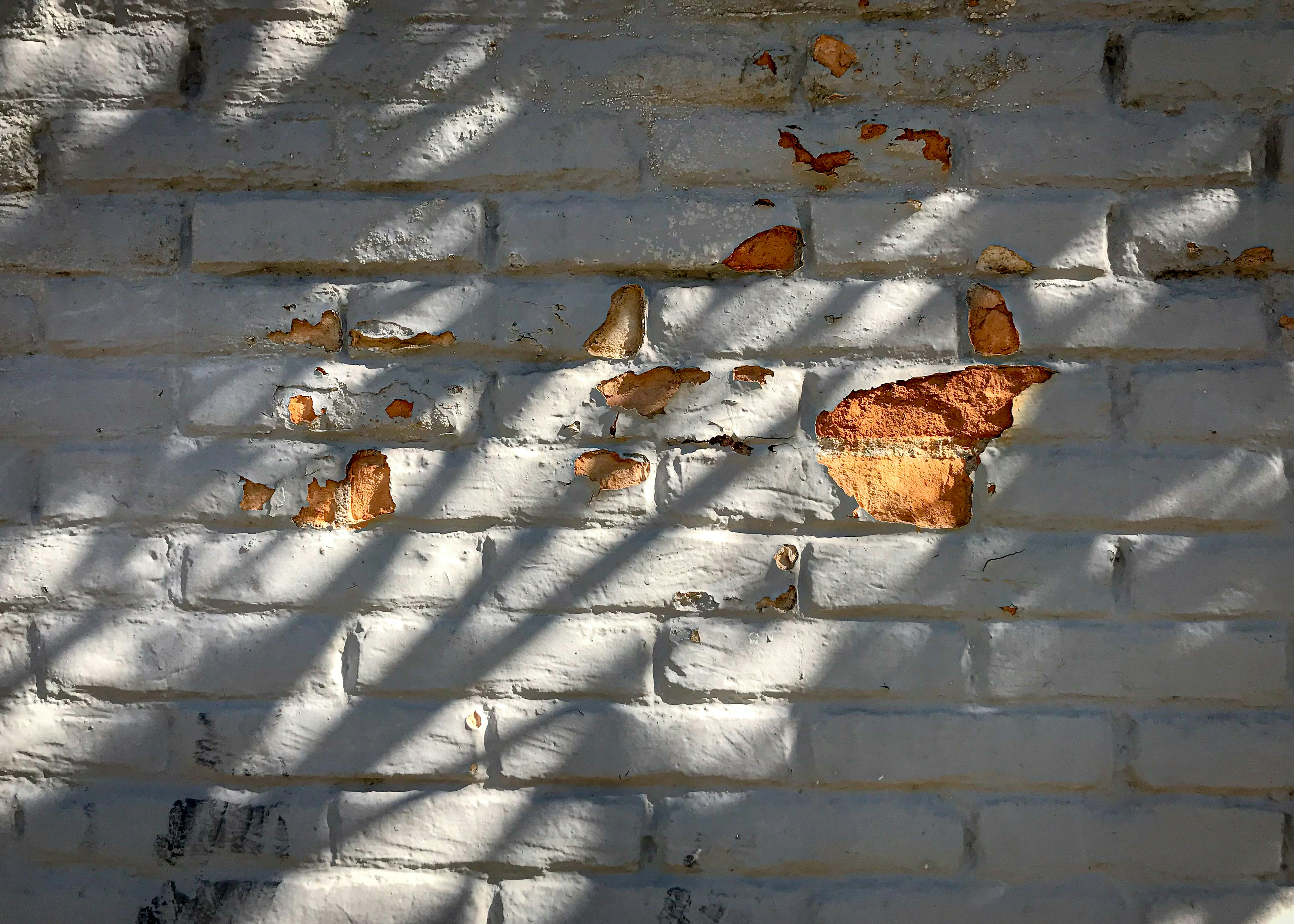 a group of leaves on a wood surface