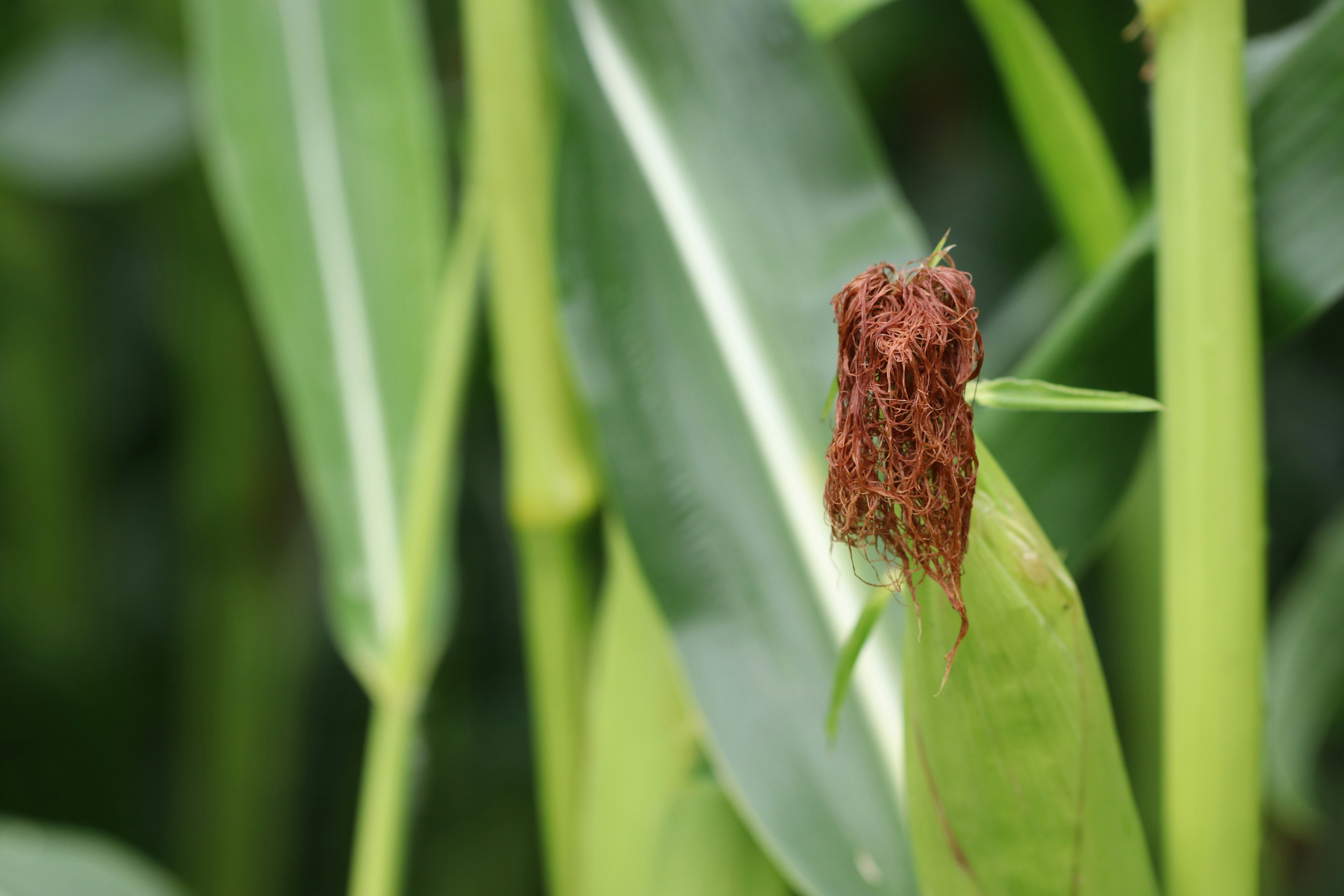 Kernel withered: a lone corn silk amid green blades