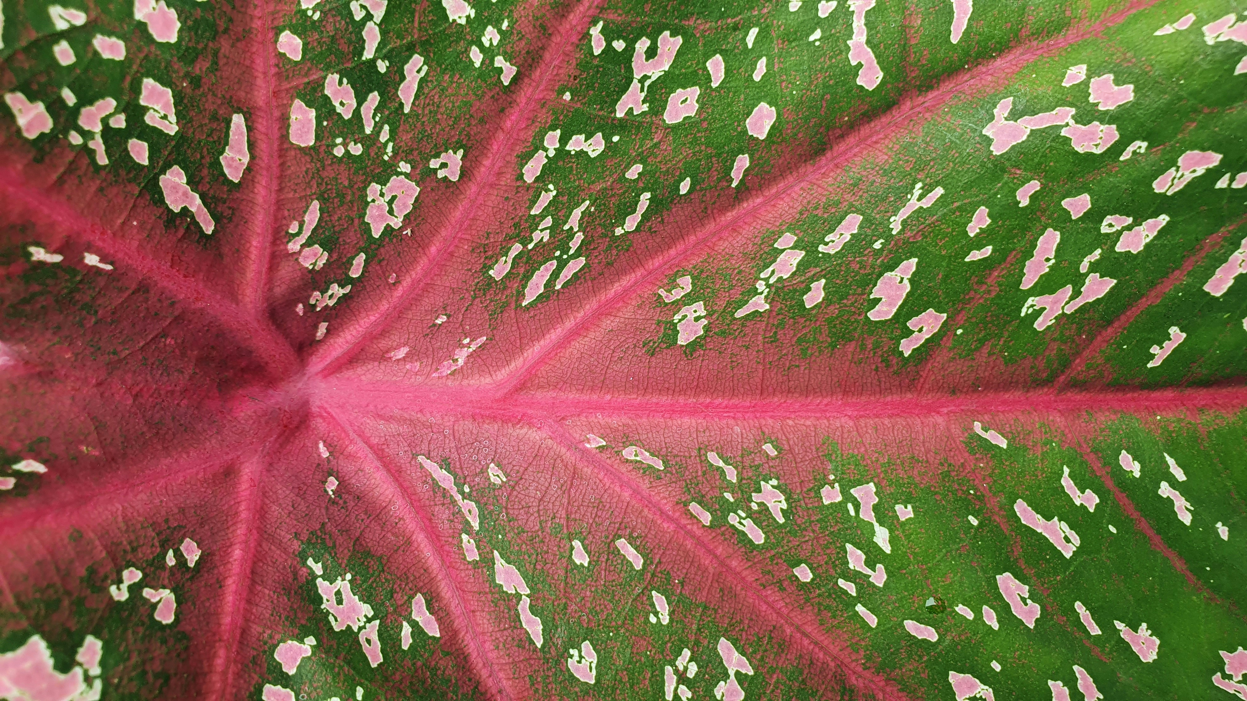 a tree with pink and white leaves