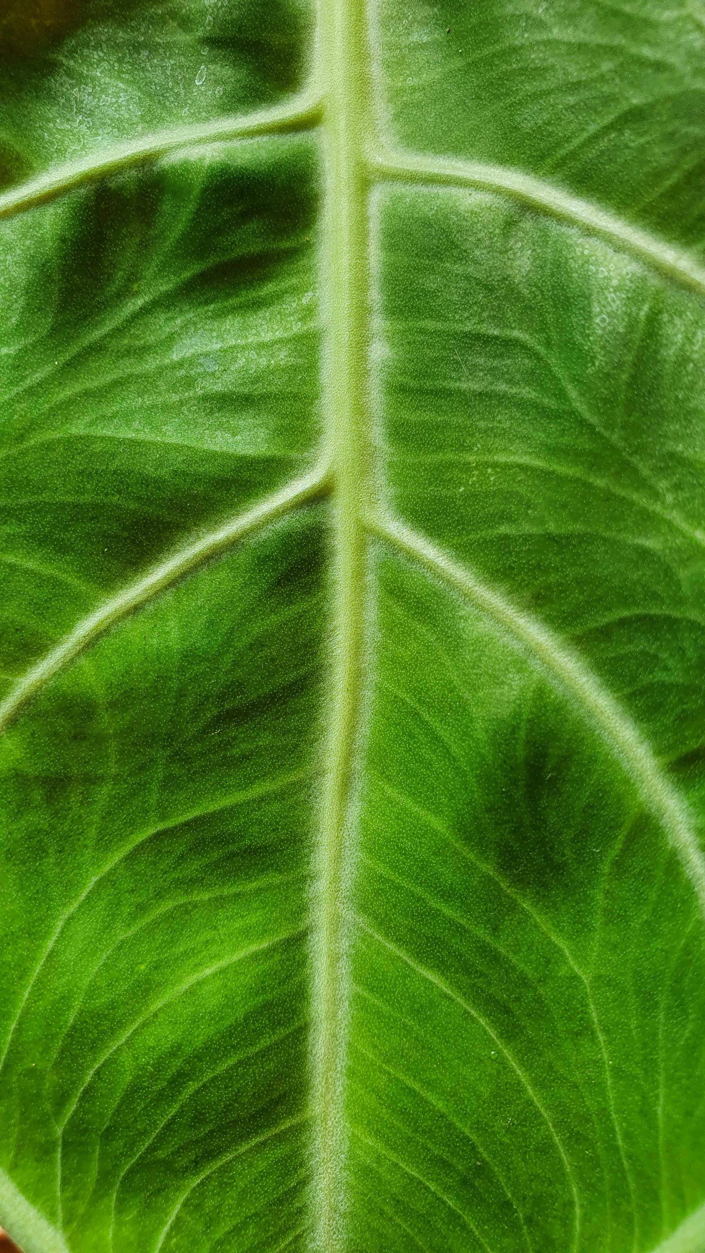 A close up of a leaf photo – Free Wallpaper for mobile Image on Unsplash