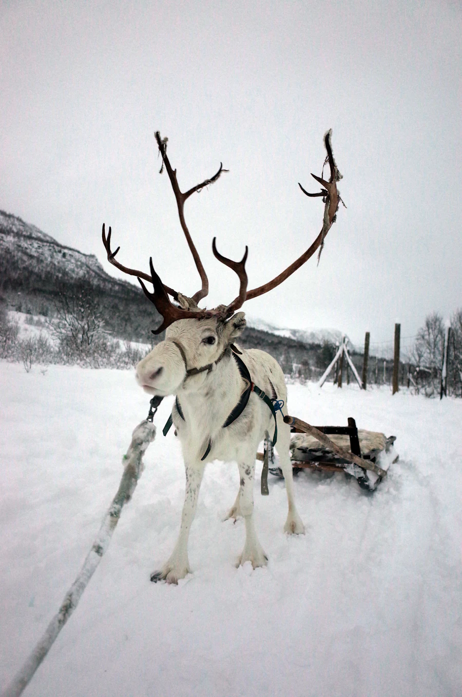White reindeer harnessed to a sled stands in a snowy landscape with mountains and bare trees in the background.