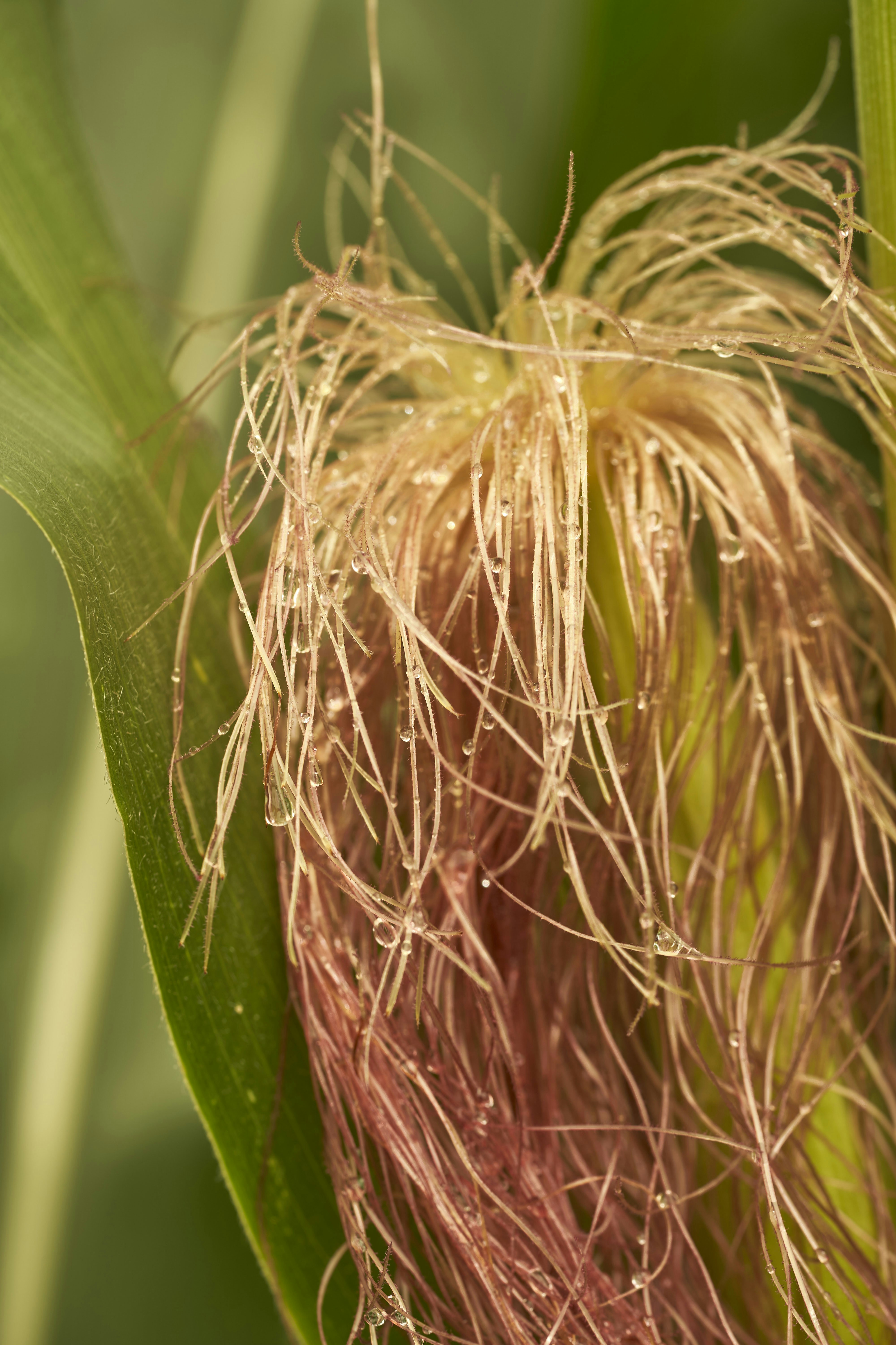 Disheveled Silk: Corn Silk Close-Up with Dew-Imbued Strands