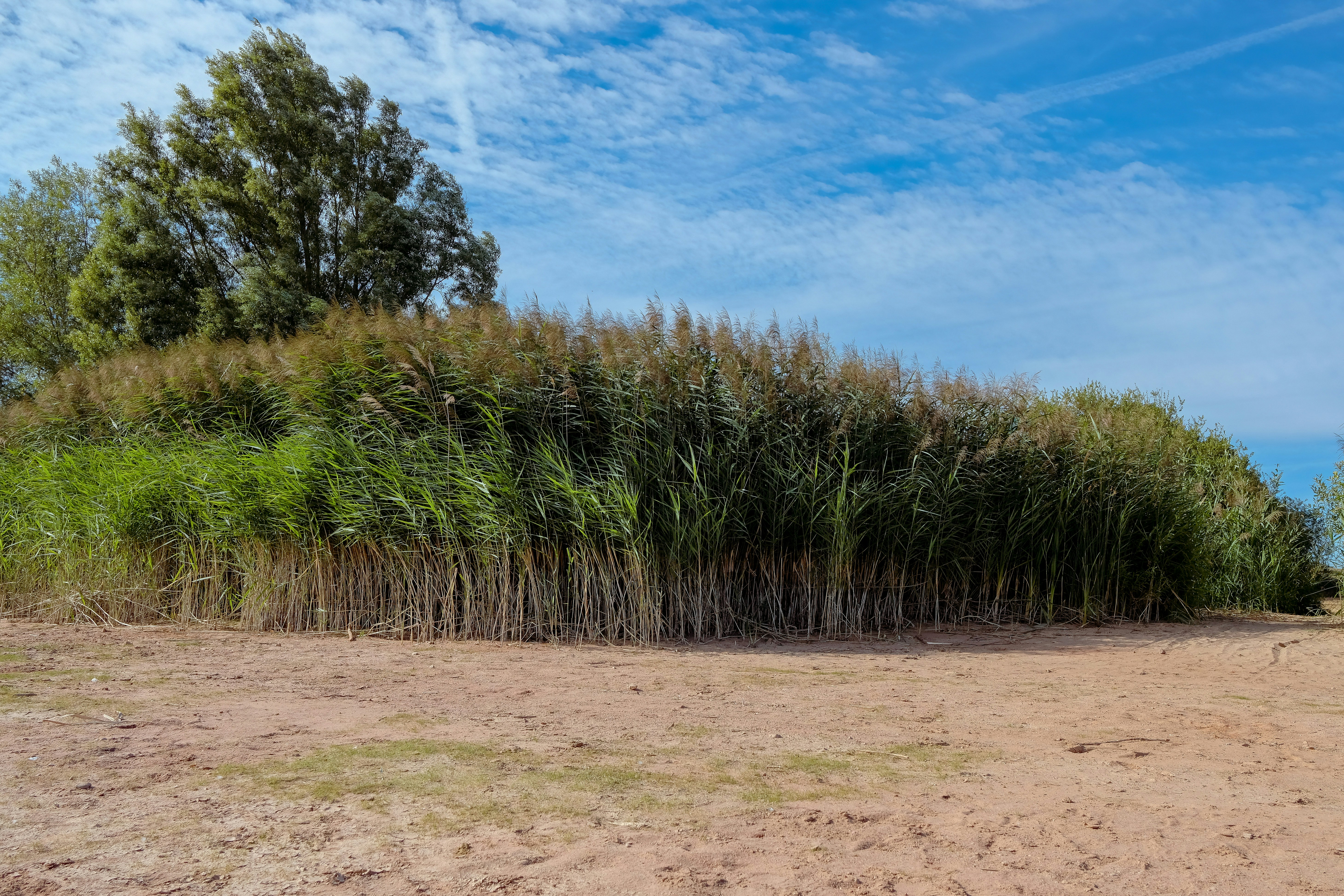 Reeds at the Riverbank: a sunlit barrier beneath a cobalt sky