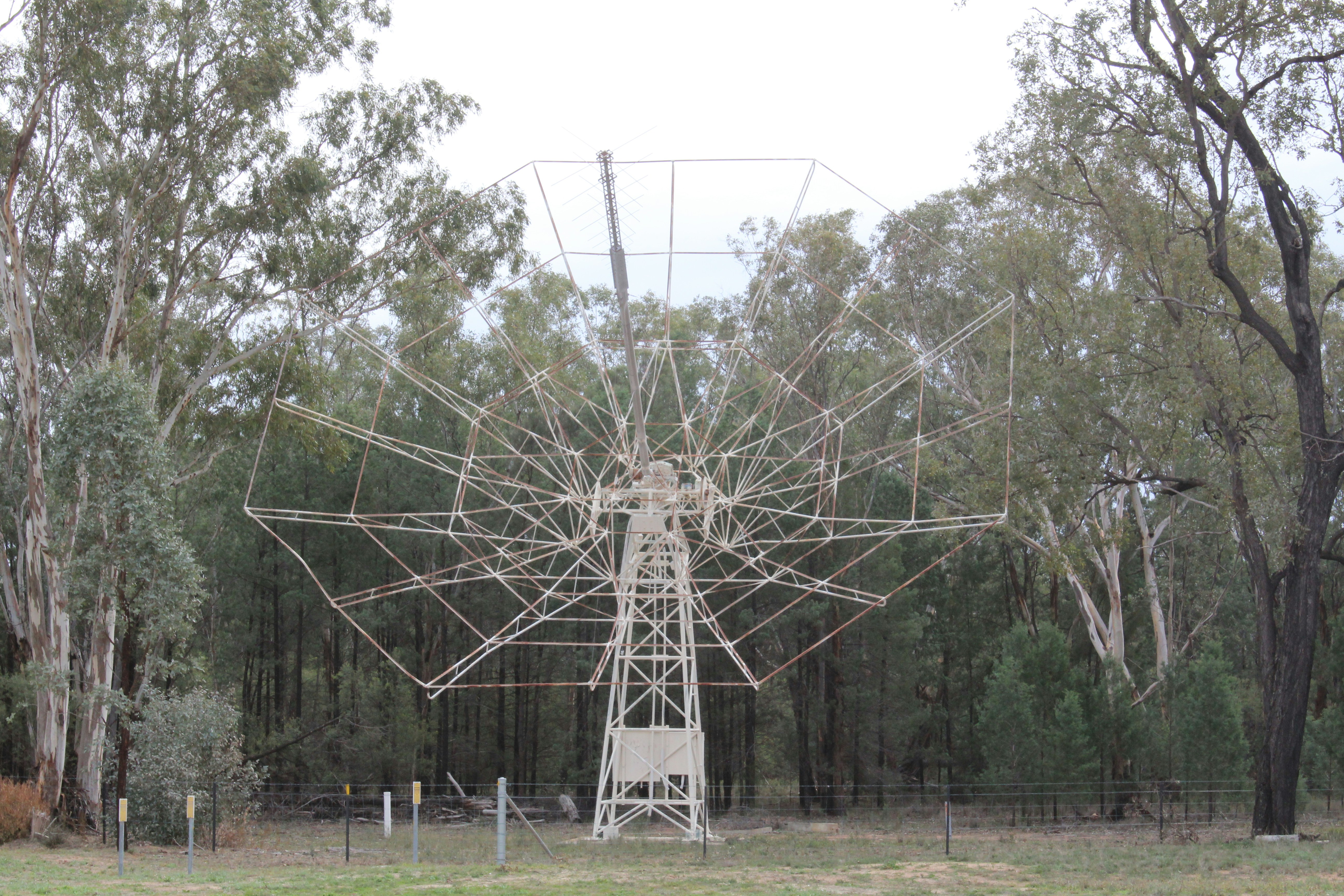 Radial Sentinel in a Clearing: Lattice Antenna Framed by Trees