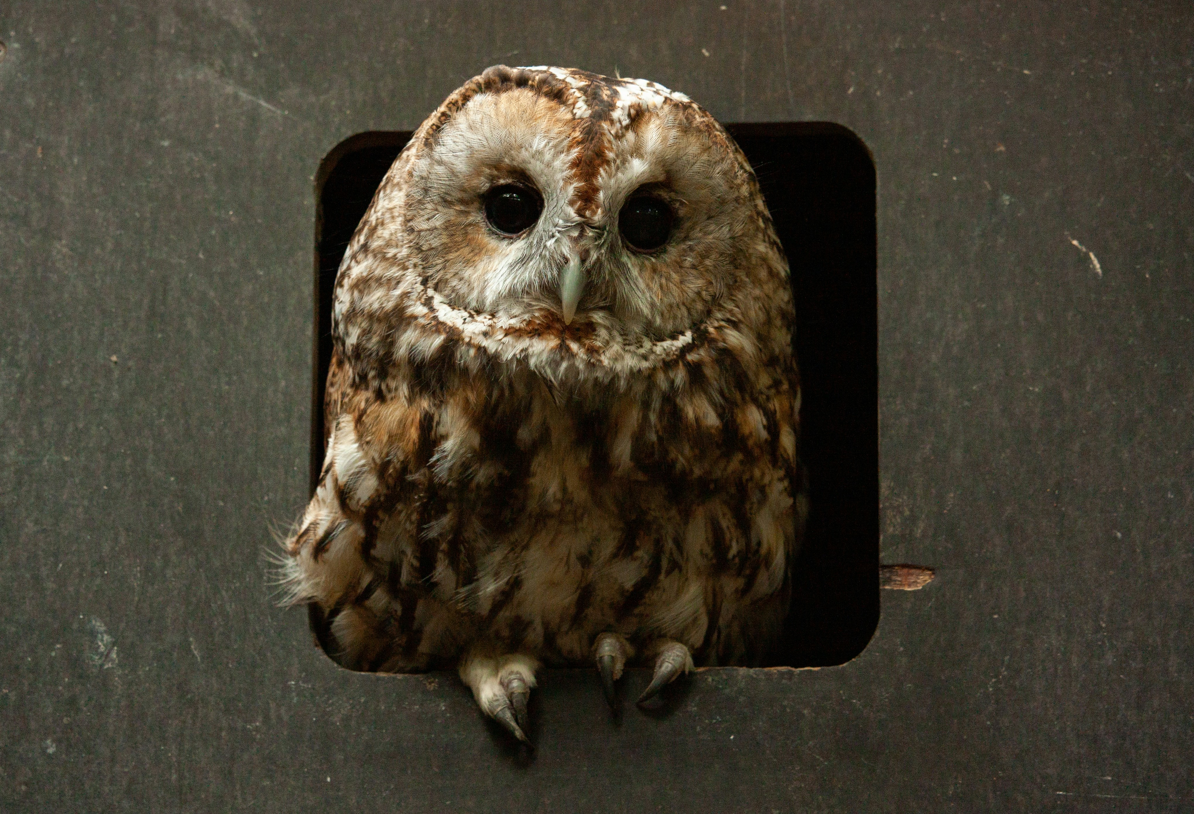 A brown owl in a black box photo – Free Owl Image on Unsplash