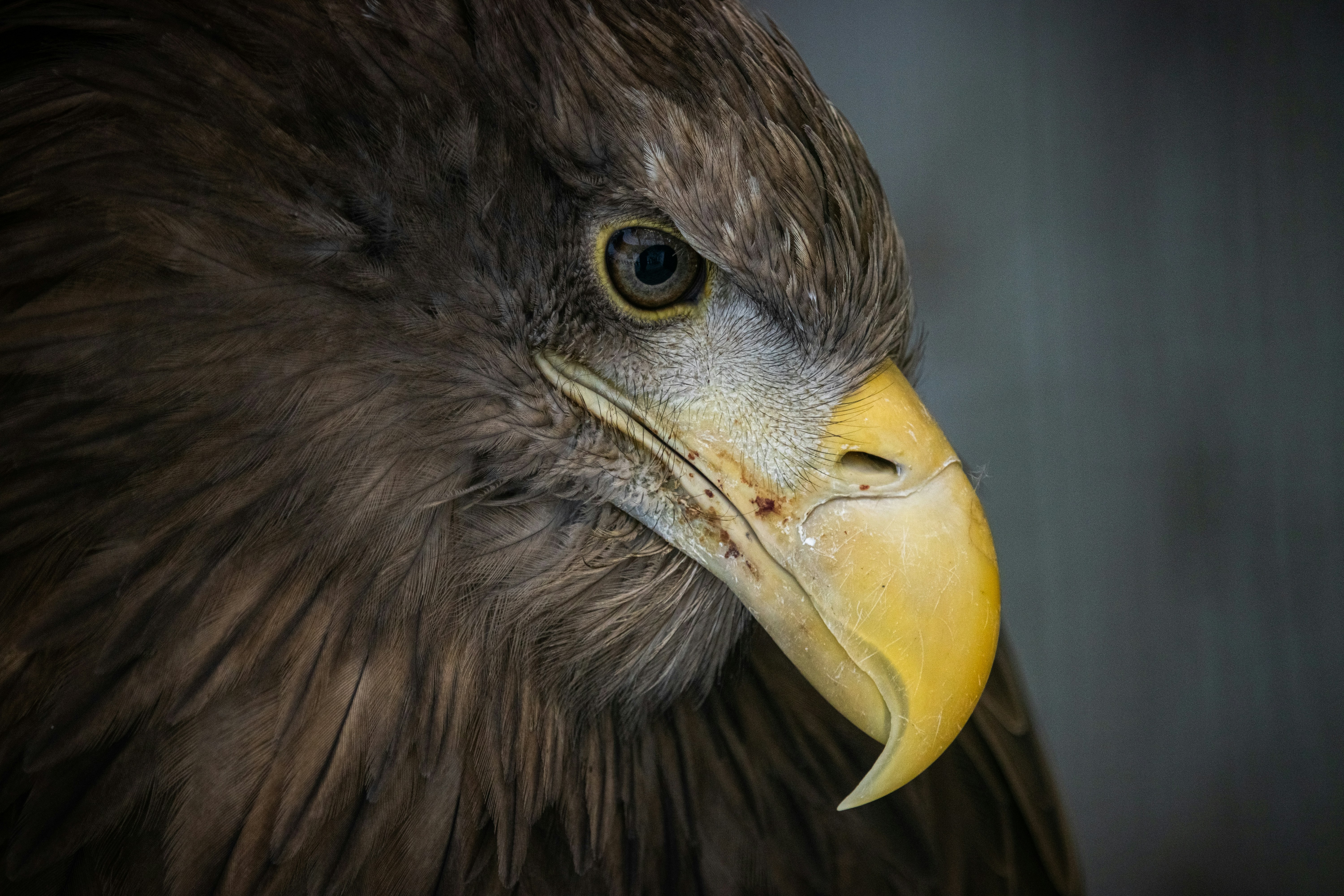 A close up of a bird photo – Free Eagle Image on Unsplash