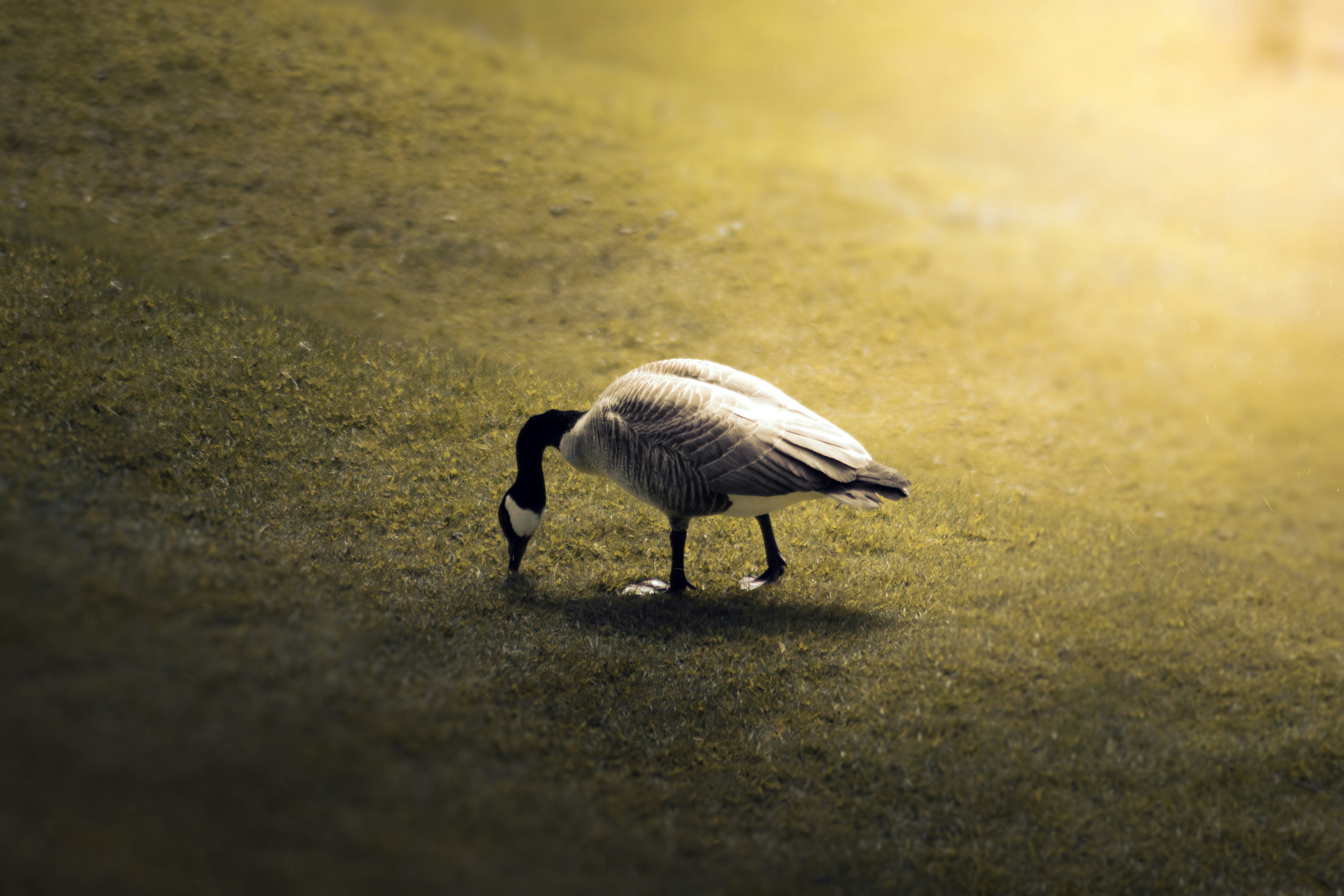Graceful Shoreline Gander: A Crane foraging under mellow light