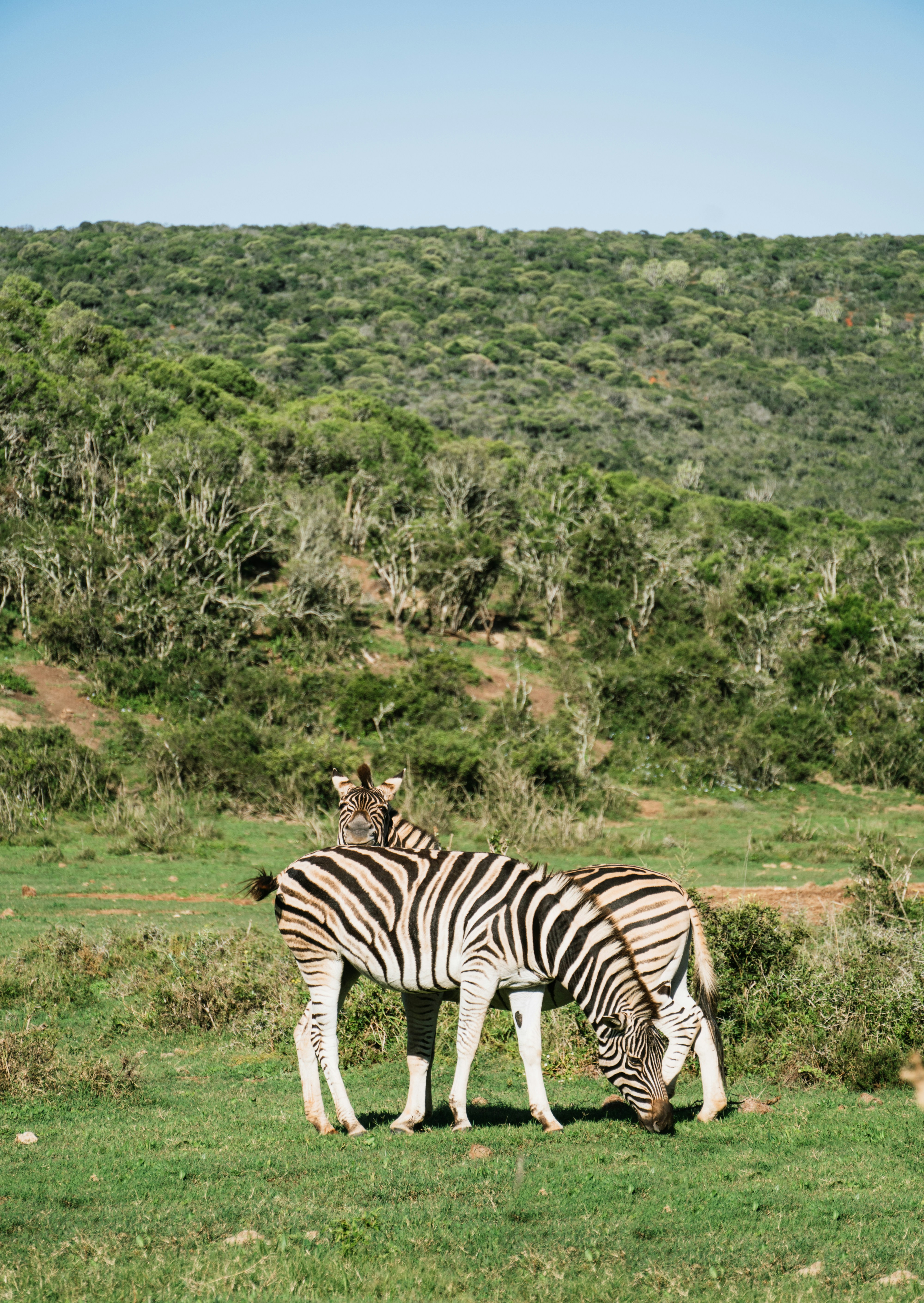 Two zebras grazing peacefully in a lush green landscape under a clear blue sky.