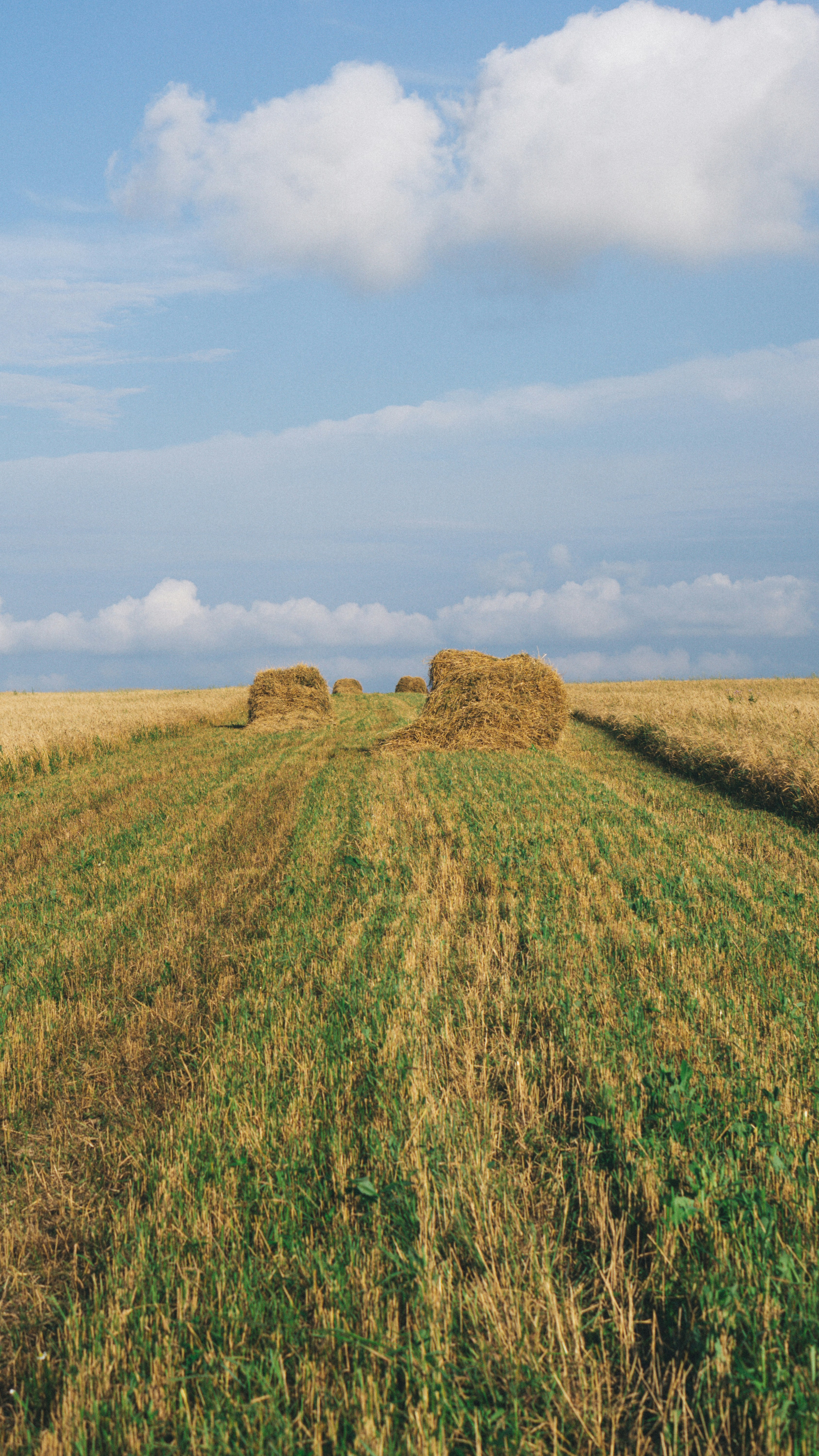 A field of crops photo – Free Brown Image on Unsplash