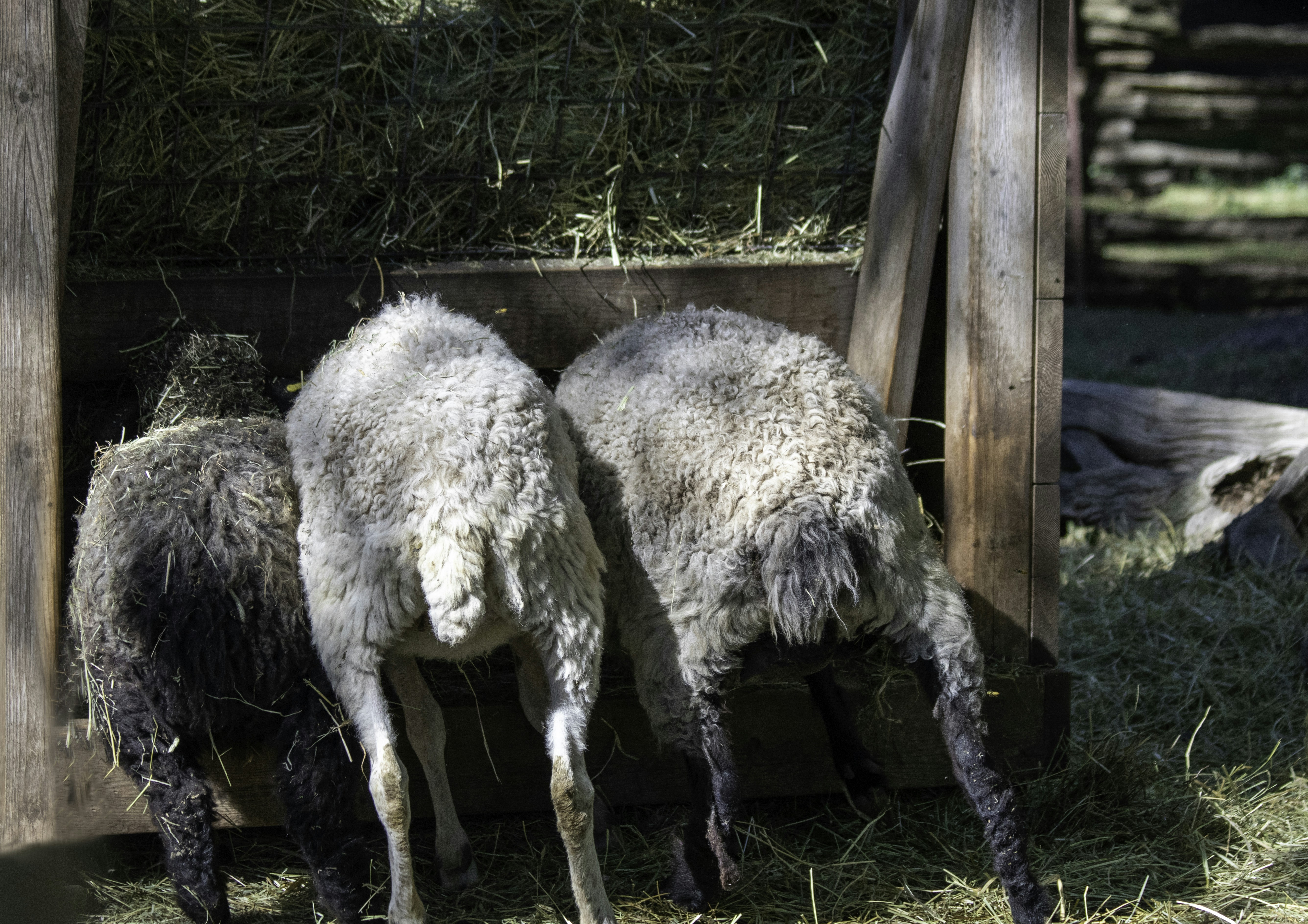 Twin White Sheep Leaning into a Wooden Hay Feeder in Afternoon Light