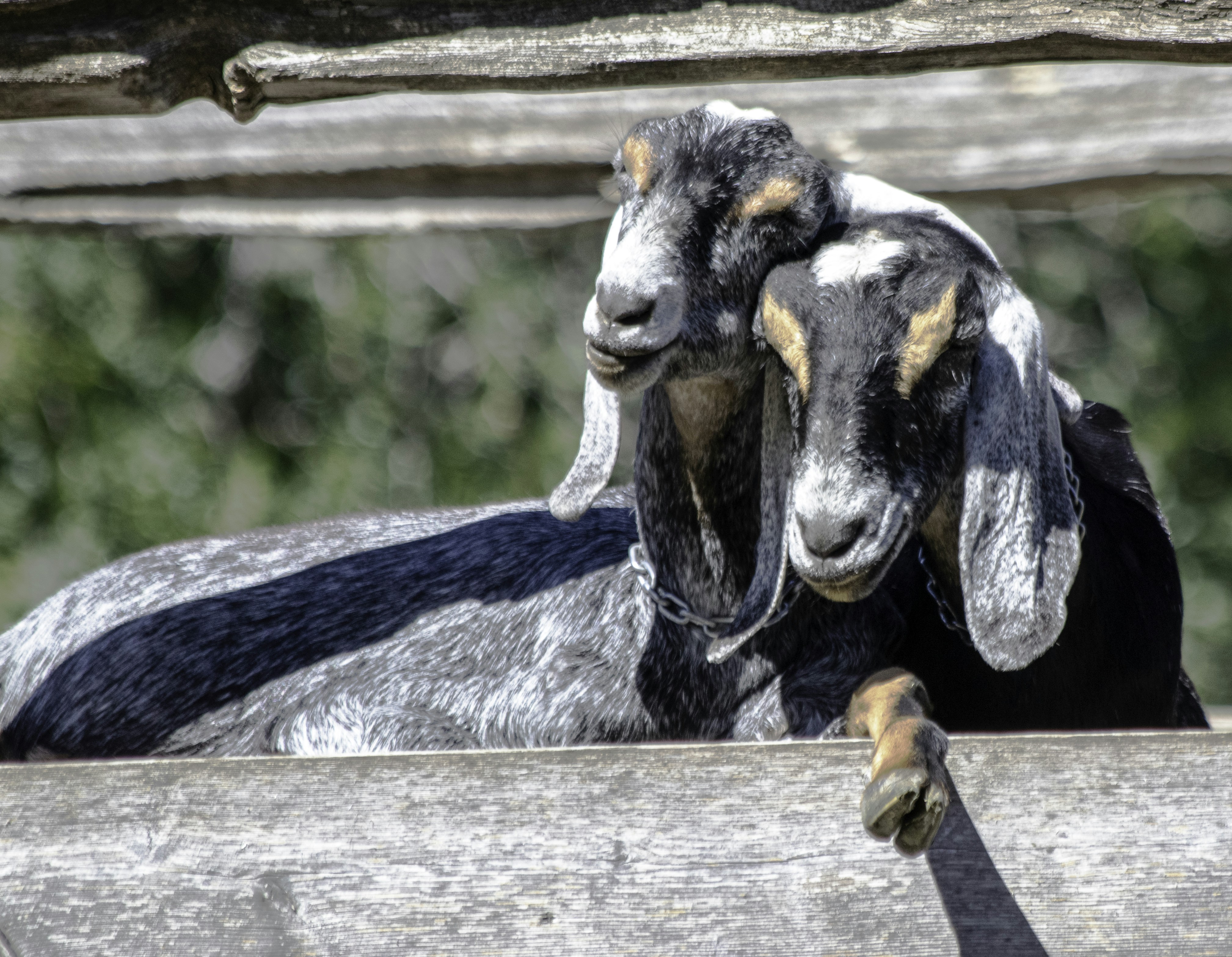 A goat with a bell on its head photo – Free Toronto Image on Unsplash