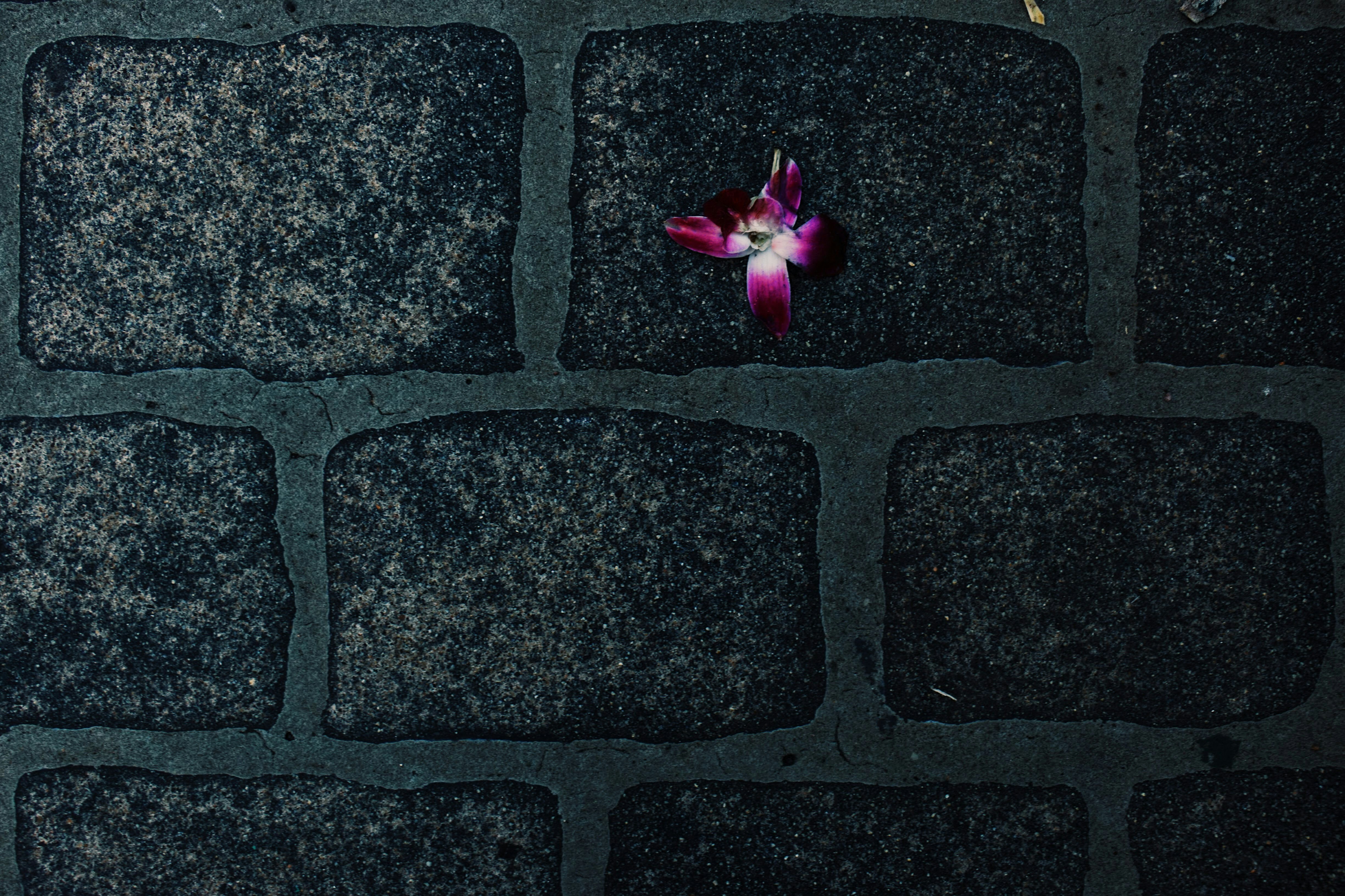 a flower on a stone surface