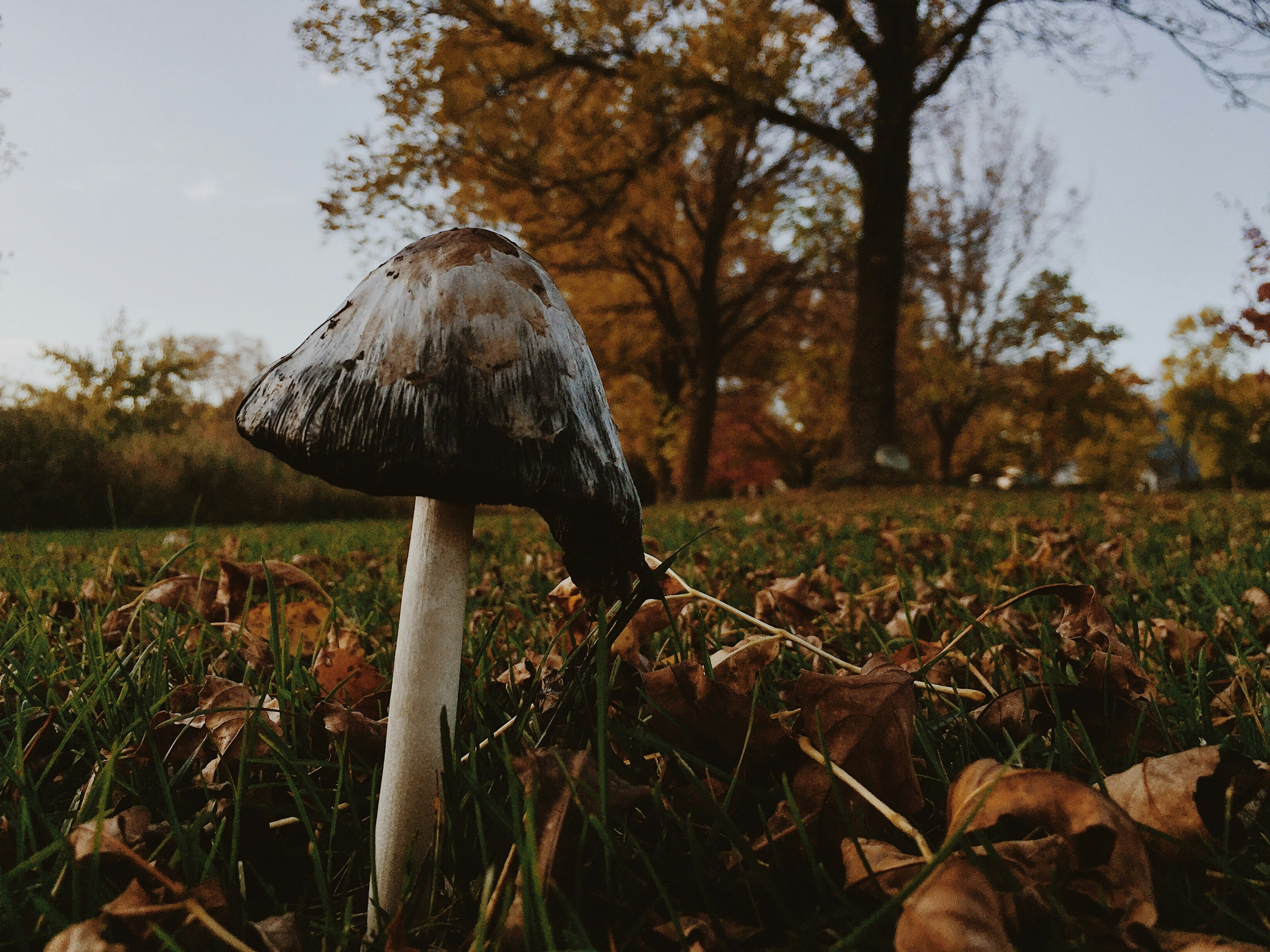 Lone Mushroom in a Leaf-Littered Park Beneath Autumn-Orange Canopy