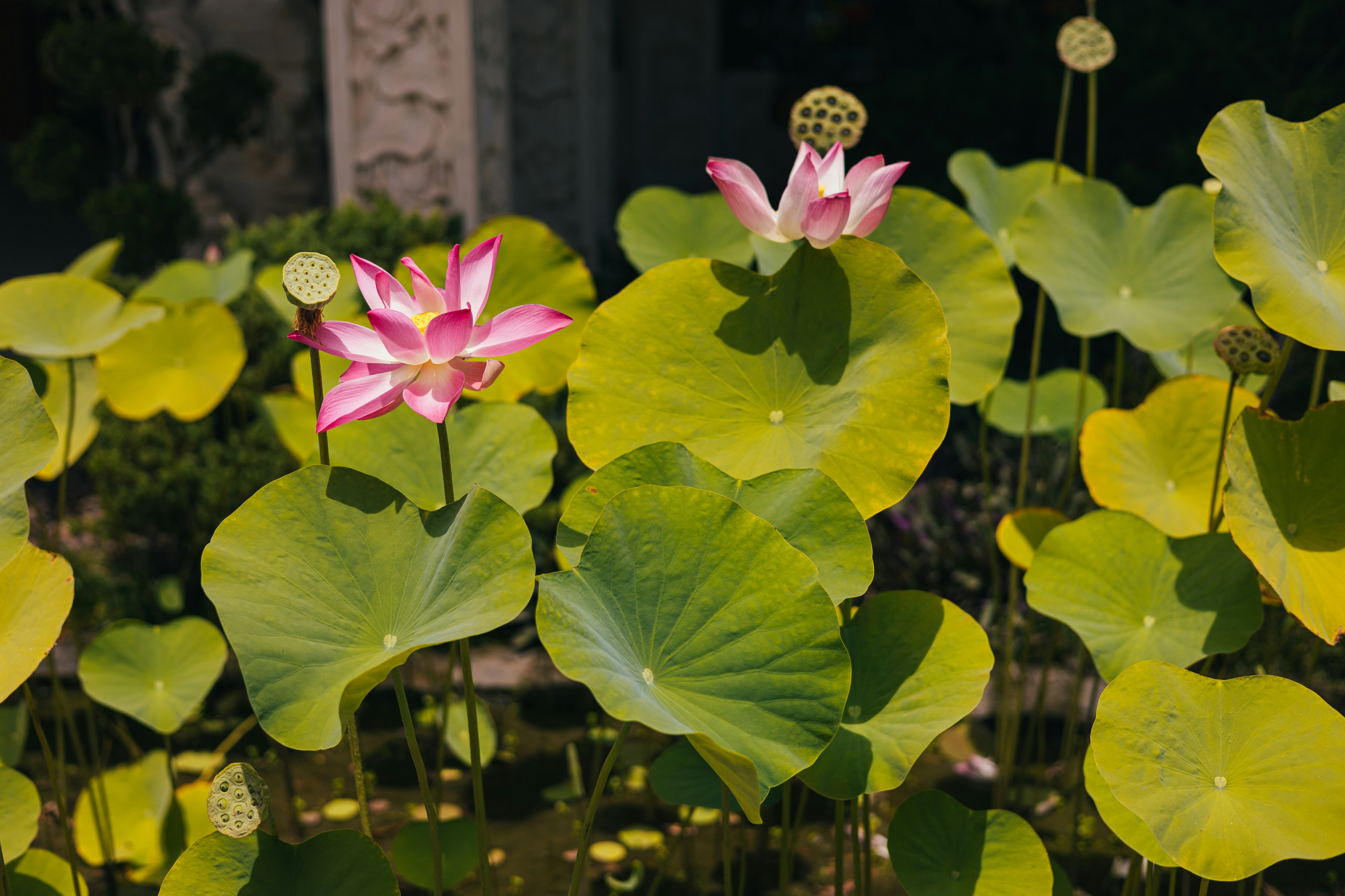 Pink Lotus Rising Above Circular Leaves in a Sunlit Garden