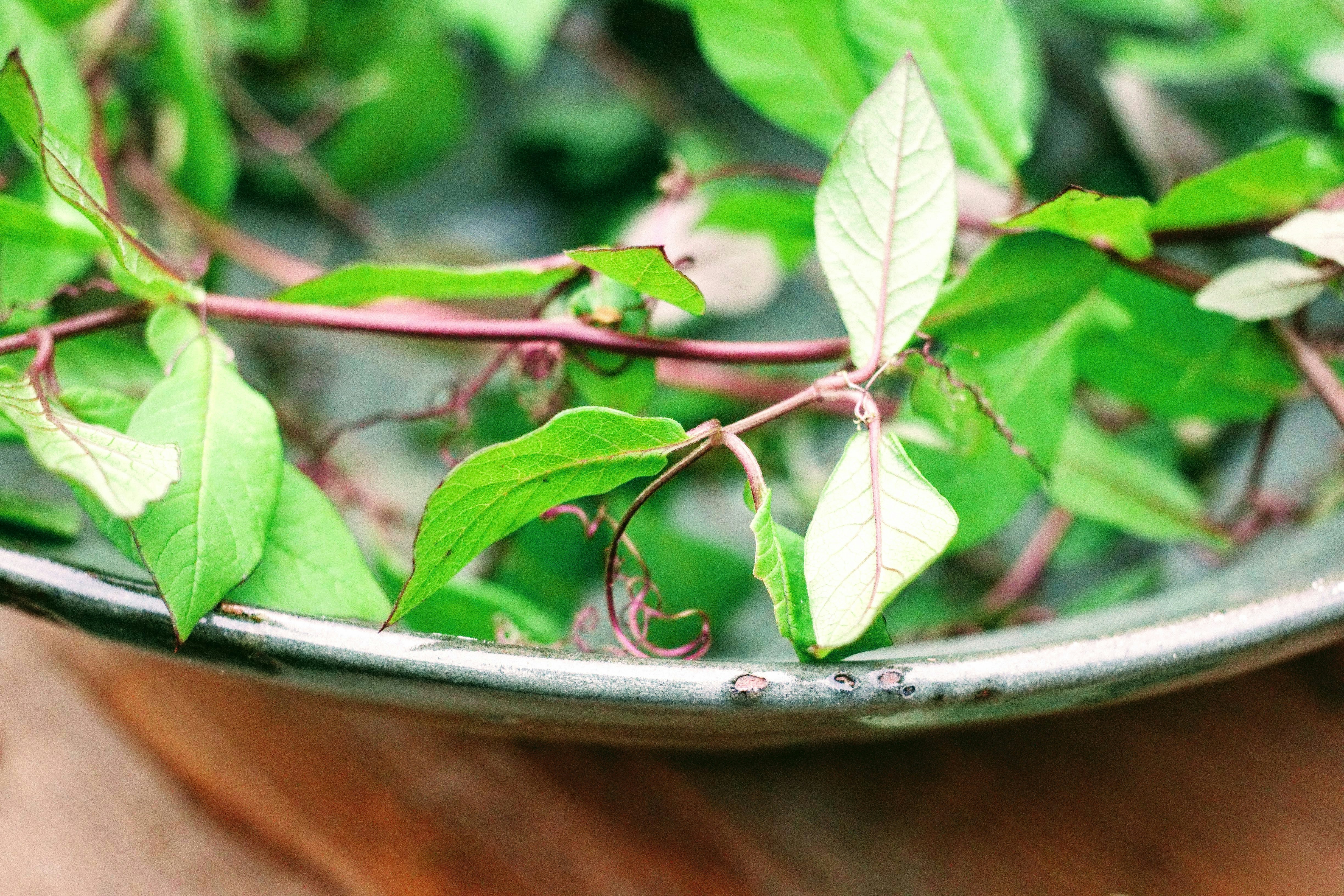 Un insecte sur une plante photo – Image gratuite de Plantes sur Unsplash