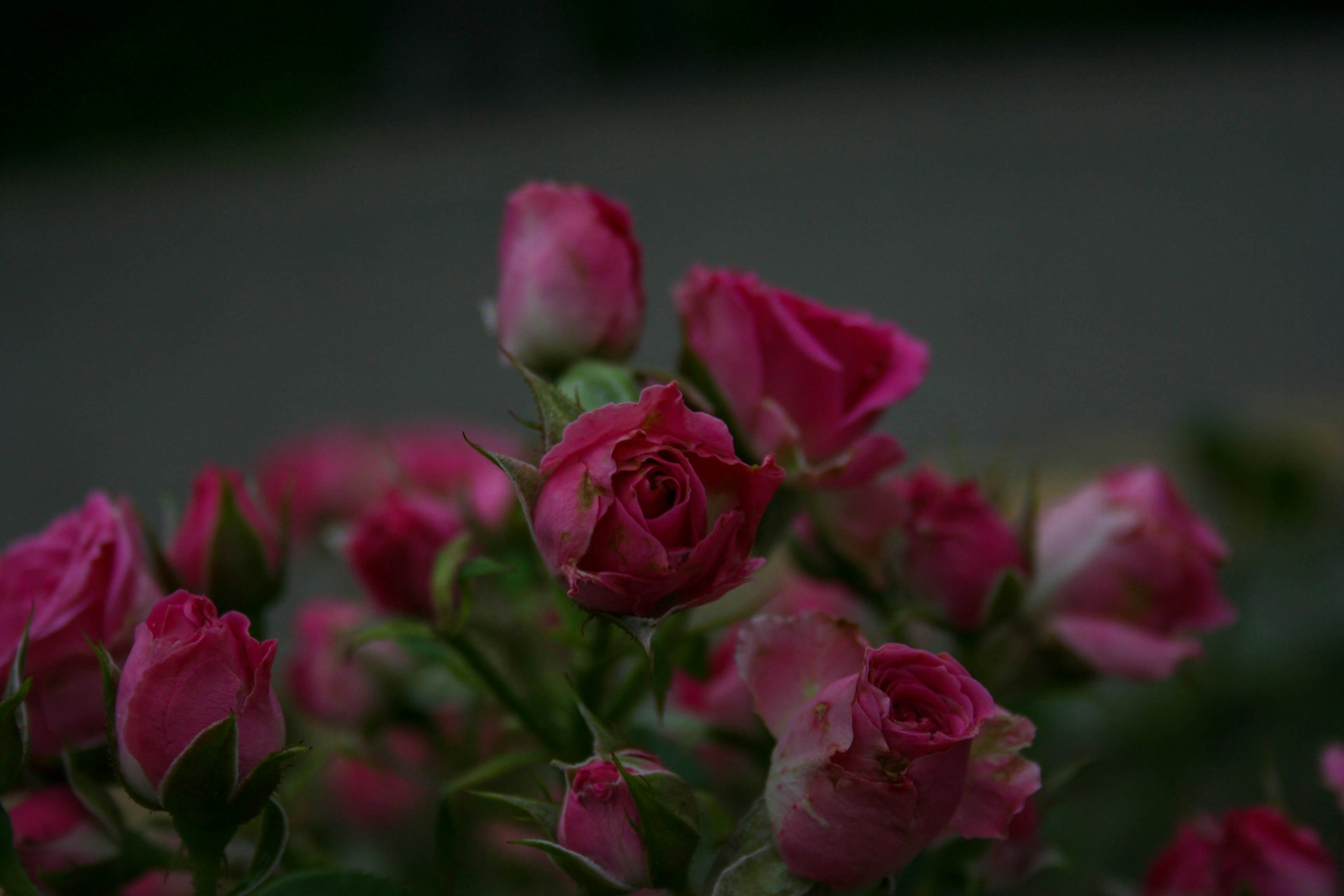 Roses Background Pictures | Download Free Images on Unsplash
