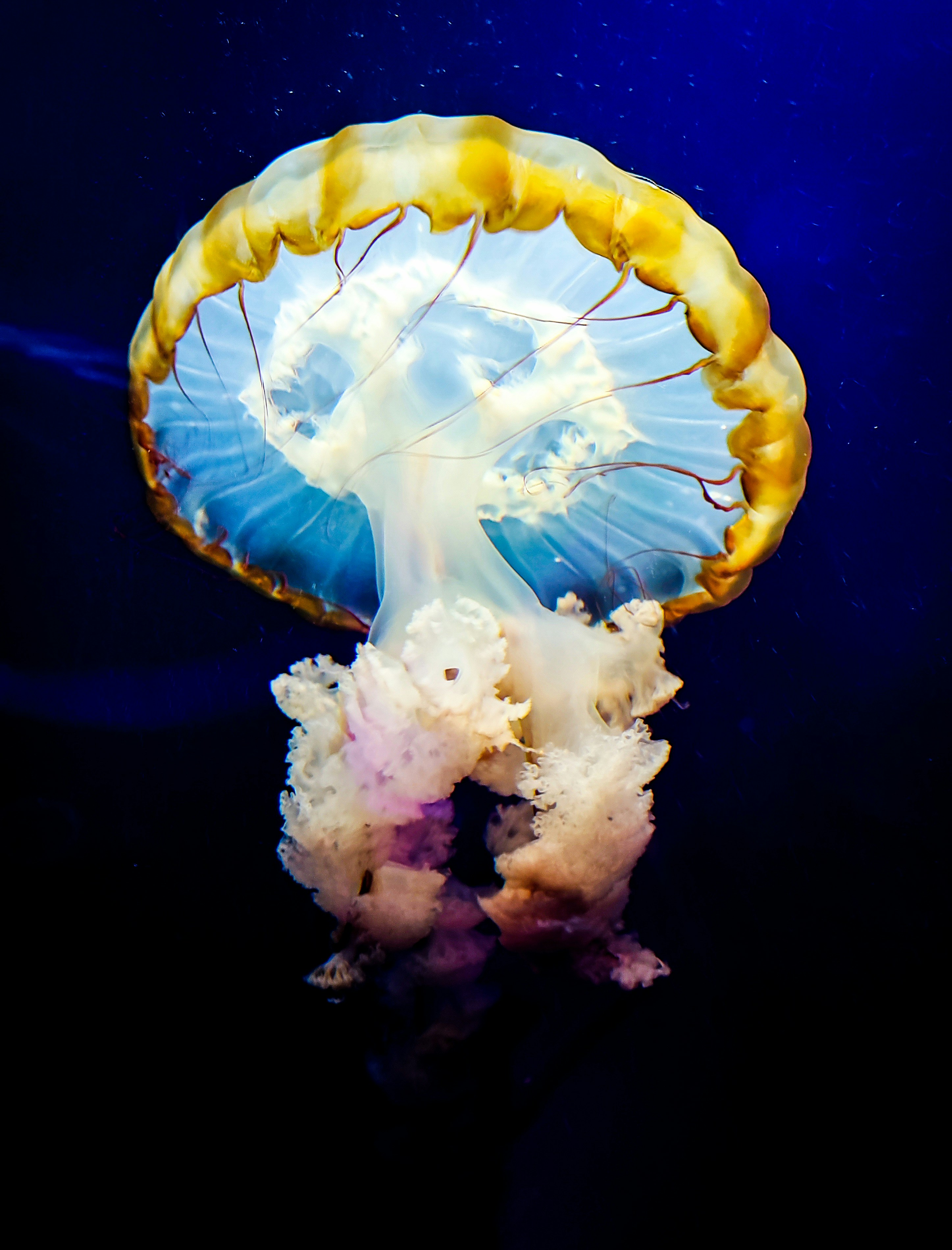 Underwater photograph of a translucent jellyfish with a yellow-edged bell drifting against a deep blue backdrop.