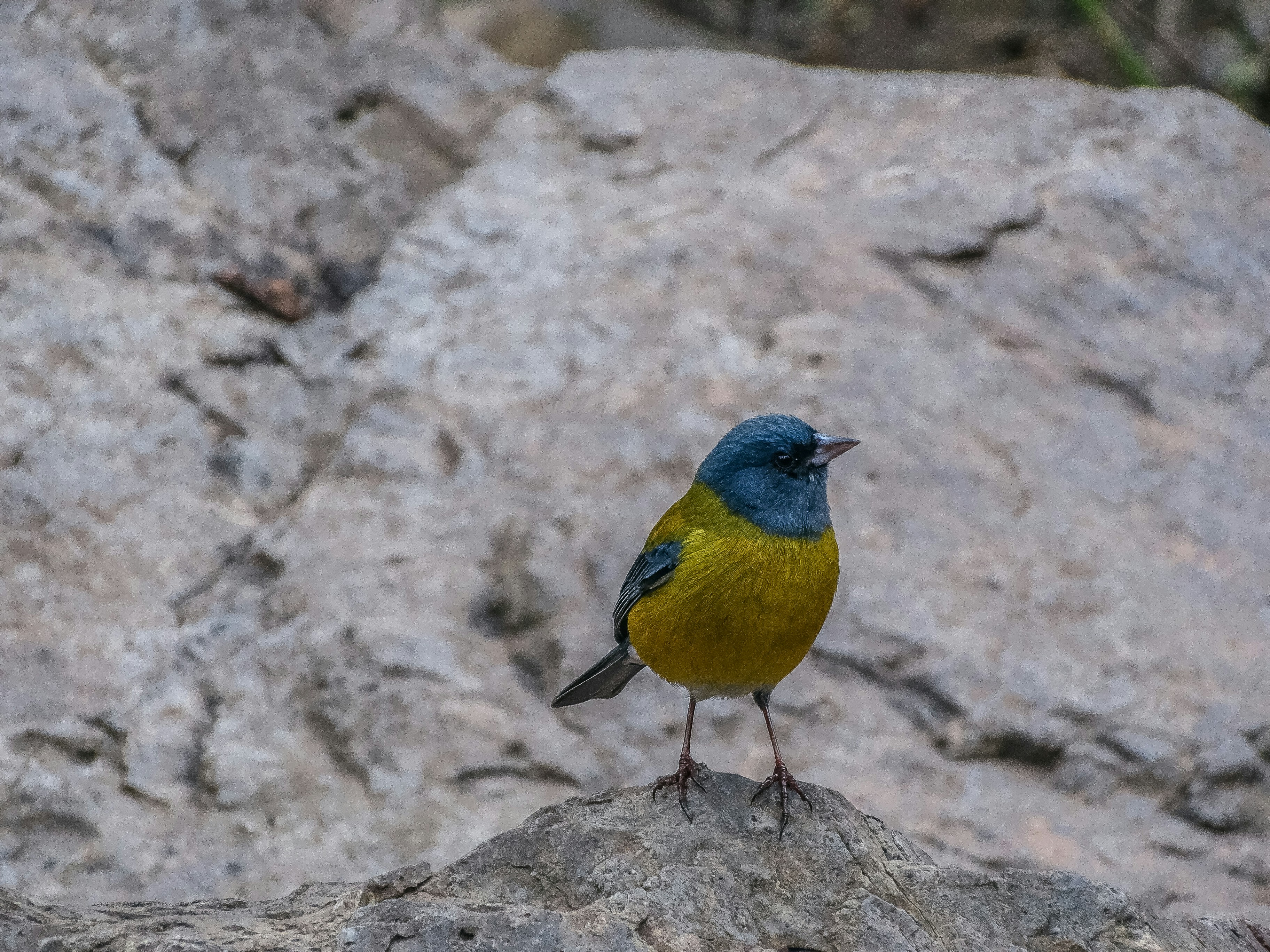 A small blue-headed, yellow-bellied songbird perches atop a jagged rock. The rugged stone backdrop emphasizes its vivid plumage.