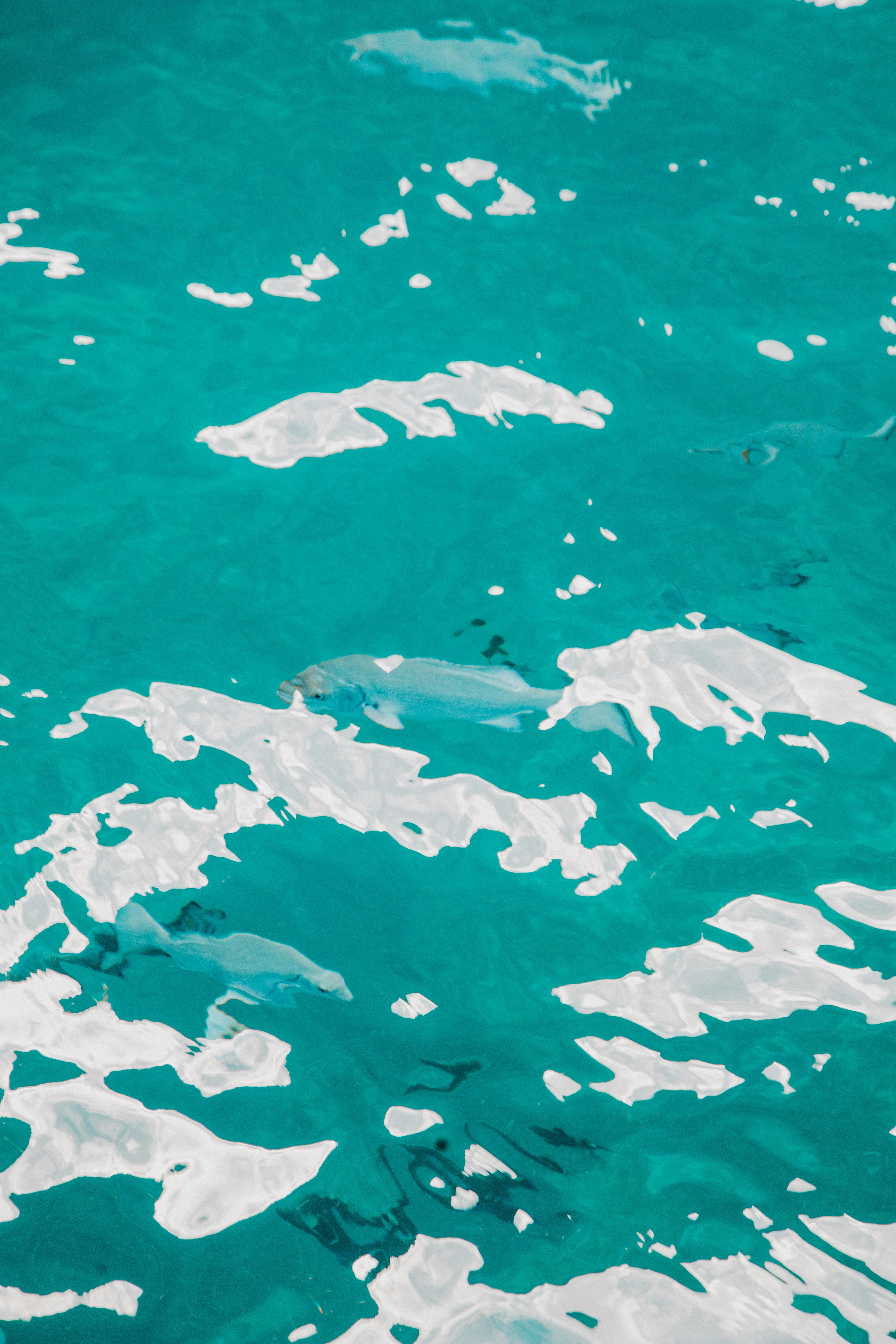Turquoise Wake: A Sea of Seafoam and Light